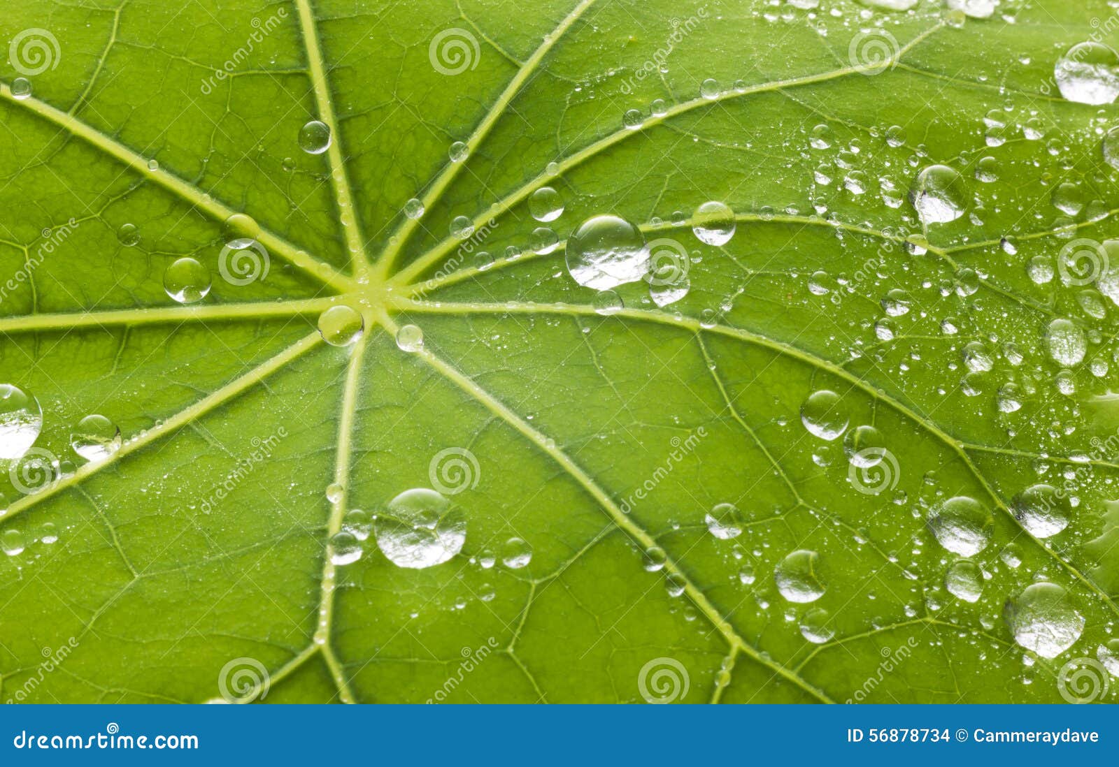 Leaf Water Droplets Background Stock Photo - Image of close, water ...