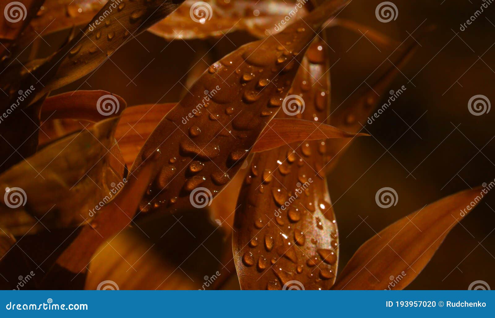 Leaf with Water Drops in Deep Brown Color Tone. Soft Focus Stock Photo ...