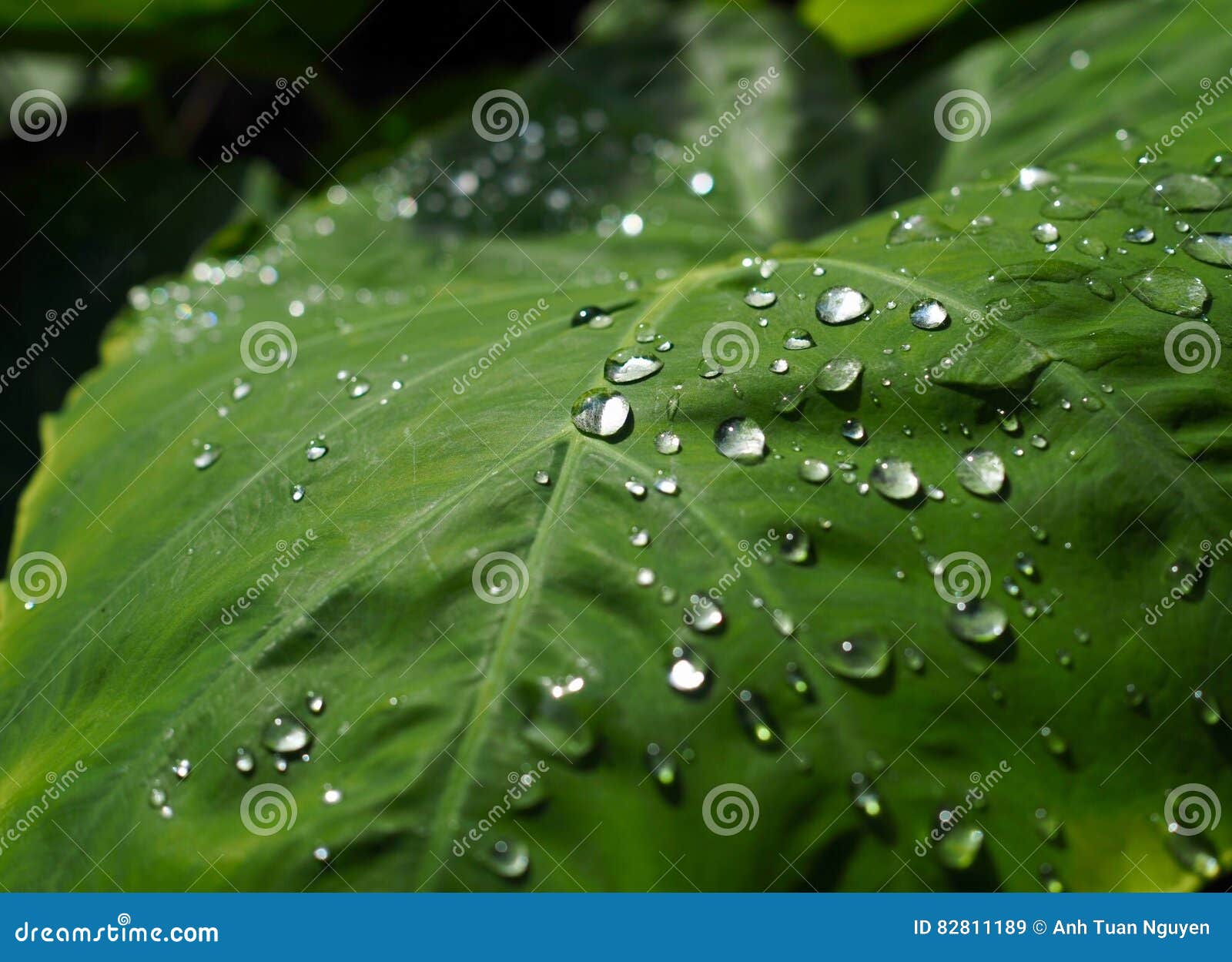 Water Droos Stock Photos - Free & Royalty-Free Stock Photos from Dreamstime