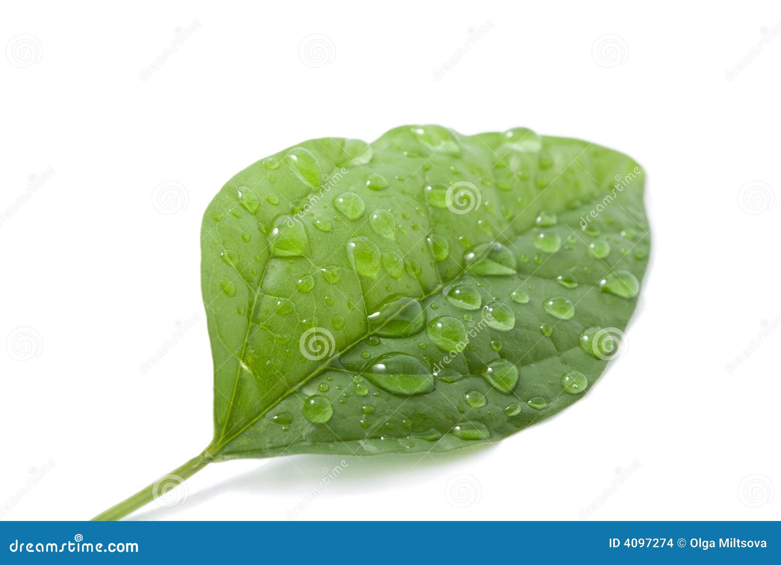 Leaf with Water Drops Isolated Stock Photo - Image of outdoor, fields ...