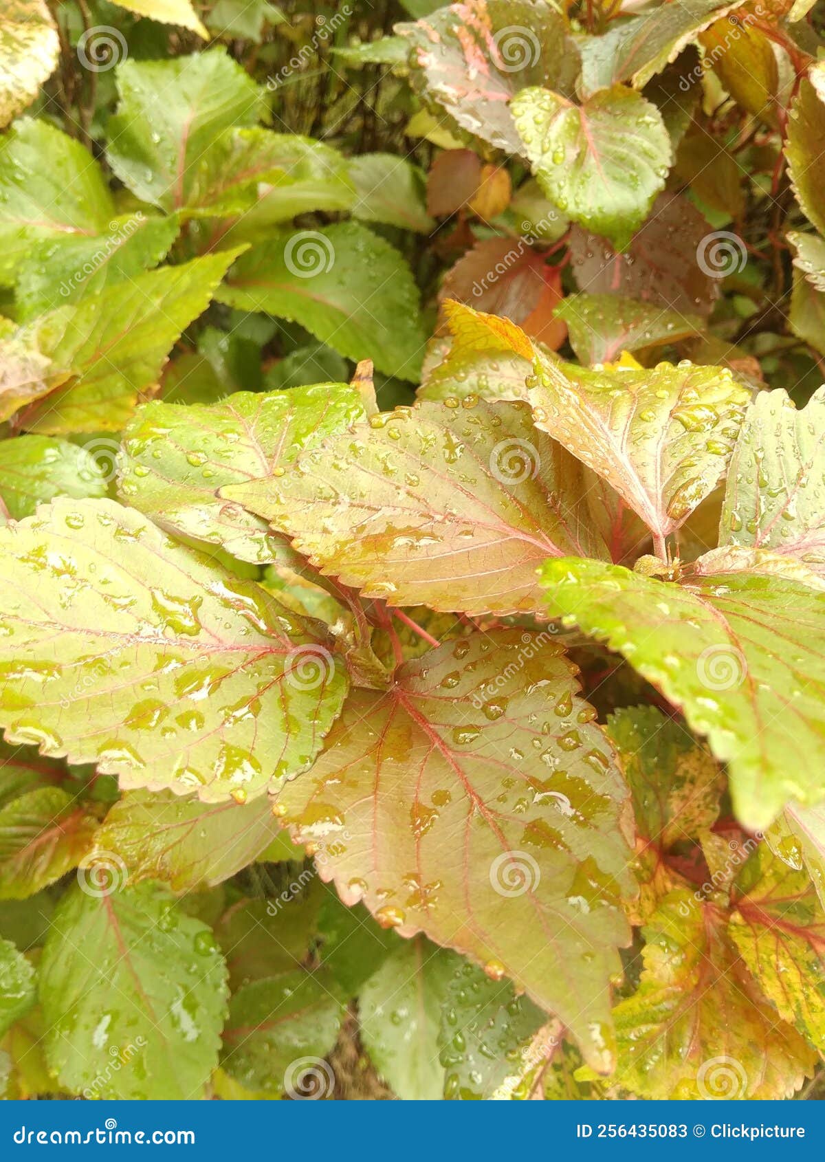 Leaf Water Drops in the Nature, Amazing Water Drop in Leafy Stock Image ...