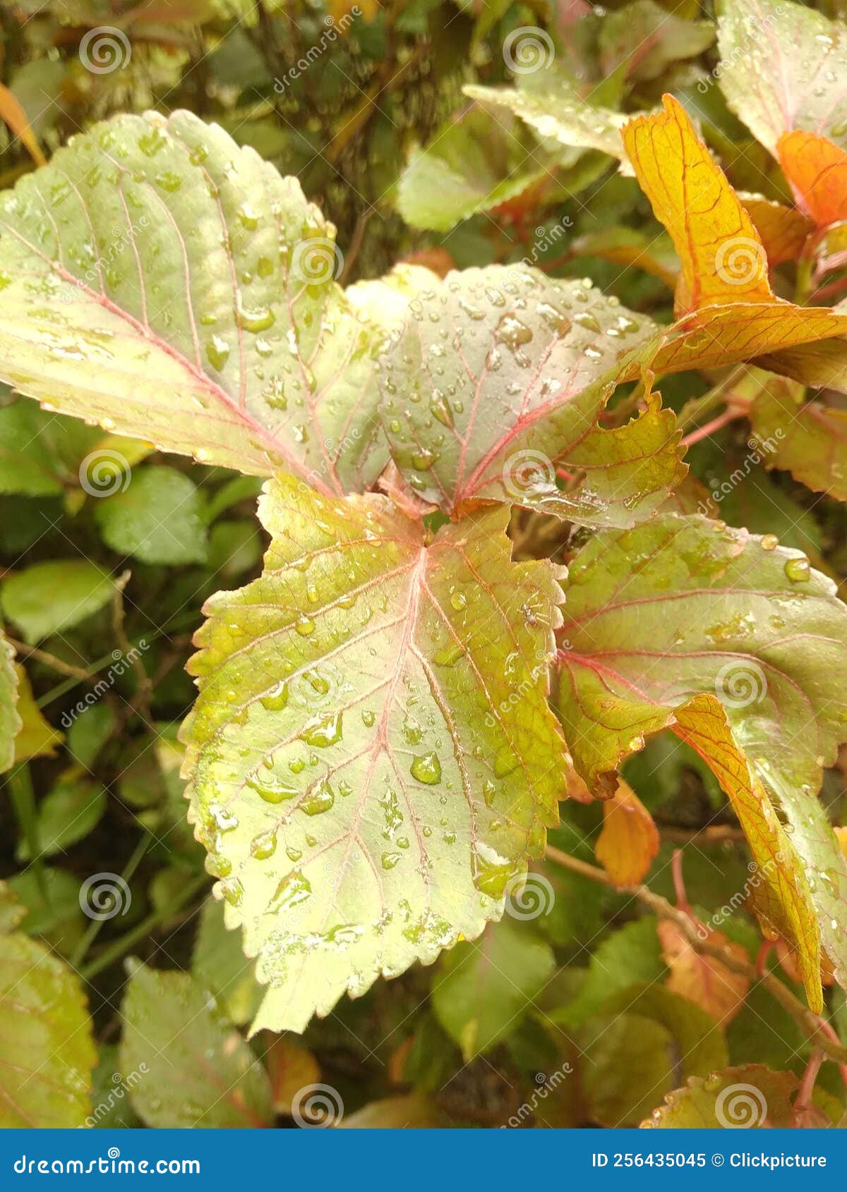 Leaf Water Drops in the Nature, Amazing Water Drop in Leaves Stock ...