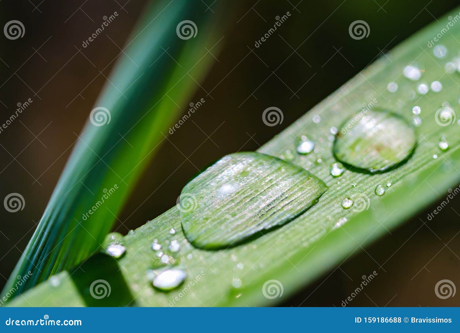 Leaf Water Green Nature Freshness, Plant Stock Photo - Image of garden ...