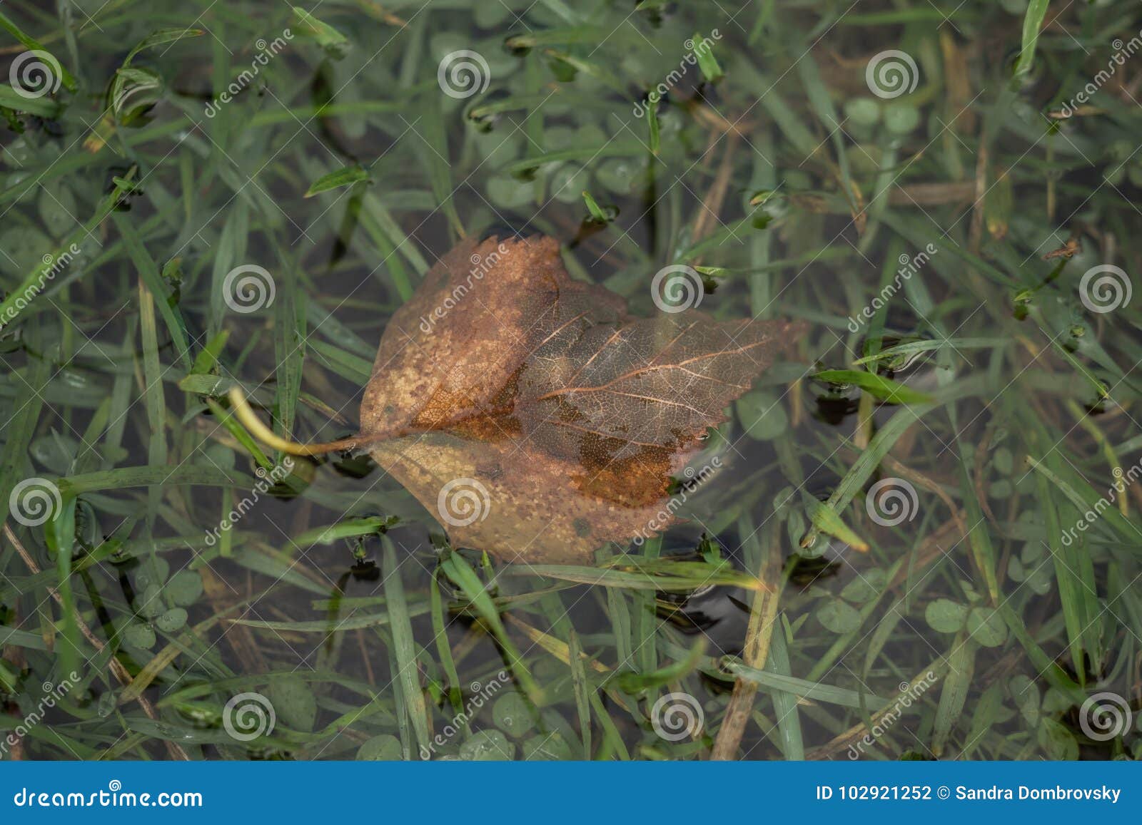 Leaf in a water puddle stock photo. Image of freshness - 102921252