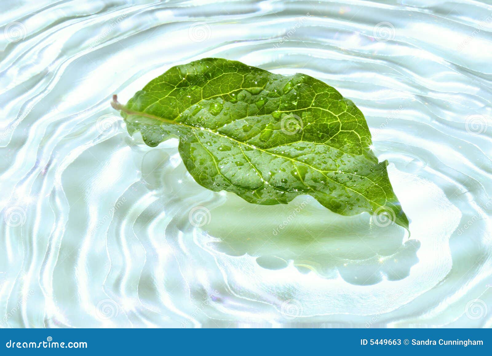 Leaf with water reflection stock image. Image of details - 5449663