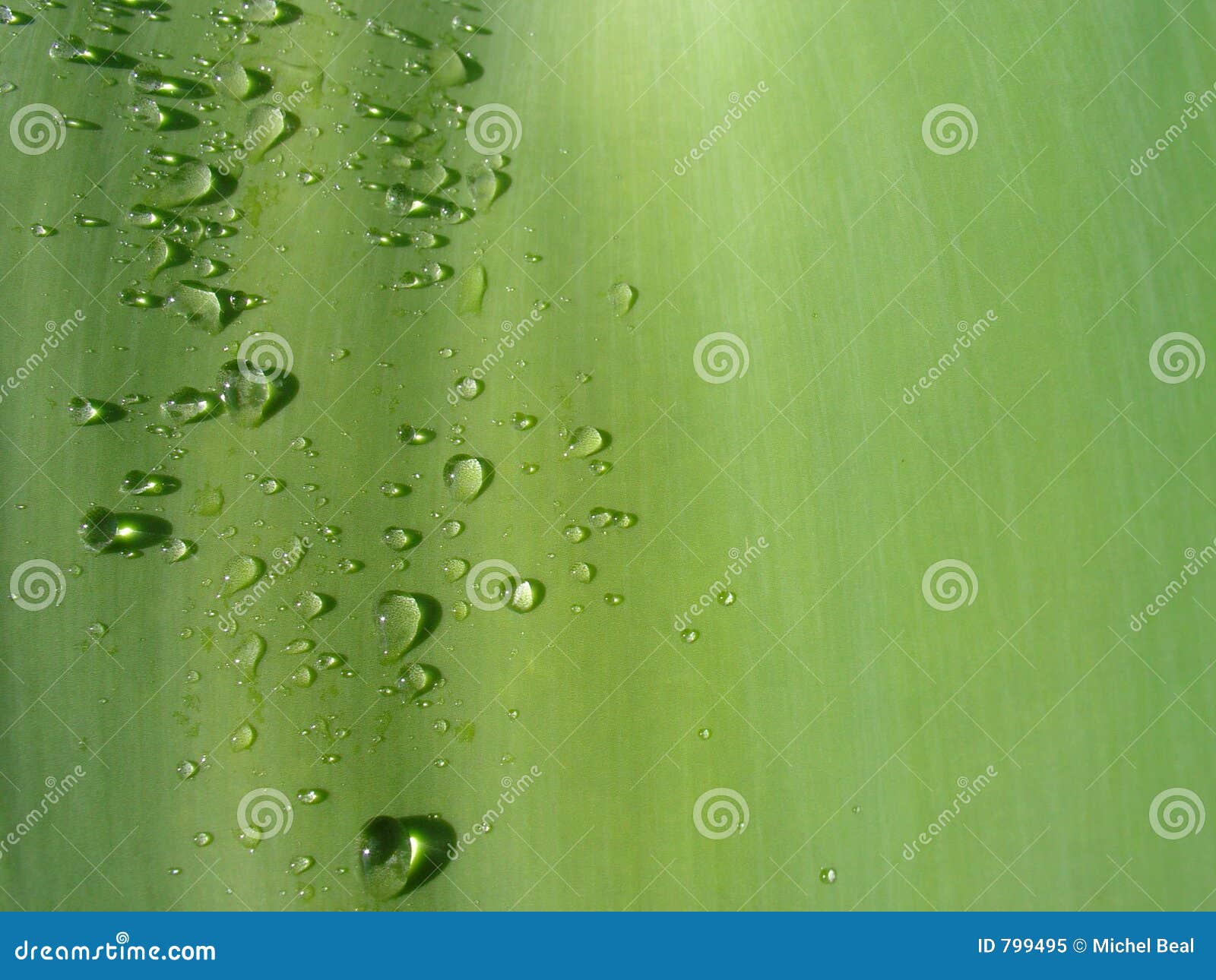 Leaf waterdrop stock image. Image of rain, wild, life, vegetable - 799495