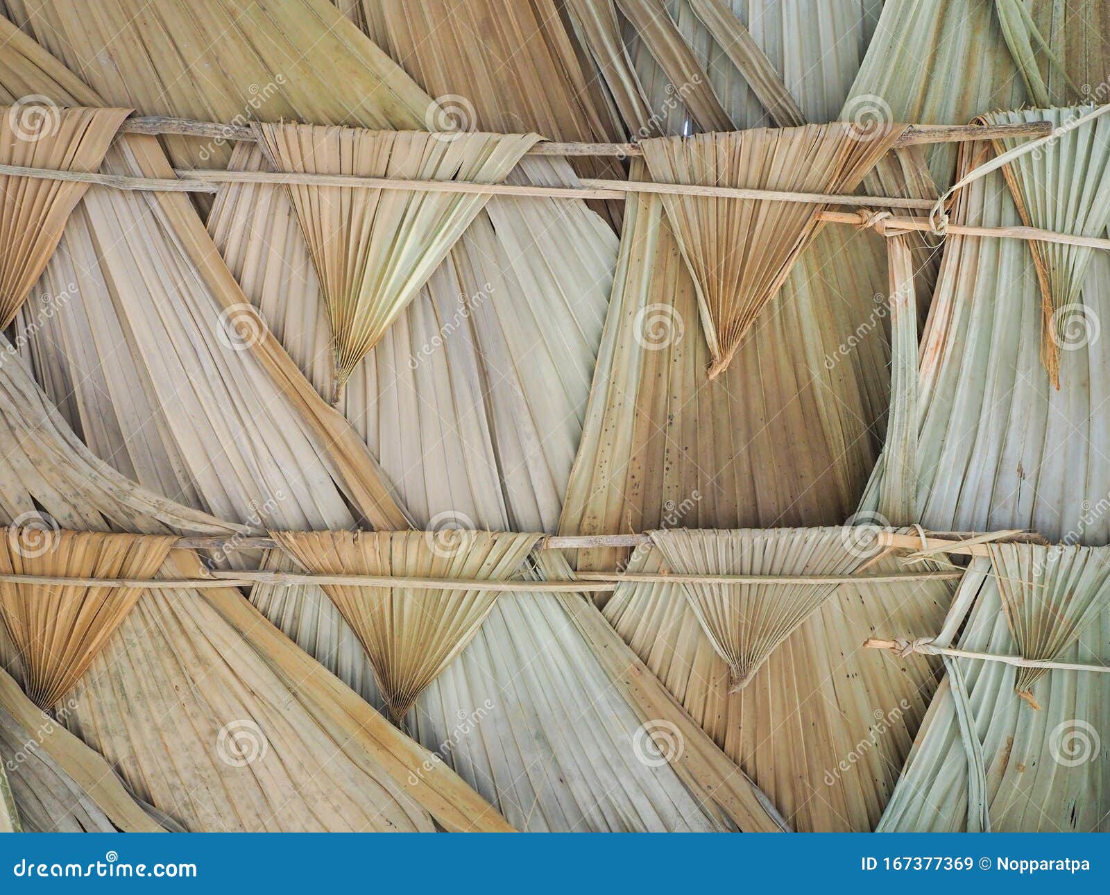 Leaf Weave Pattern From Haemanthus Coccineus Plant Royalty-Free Stock ...