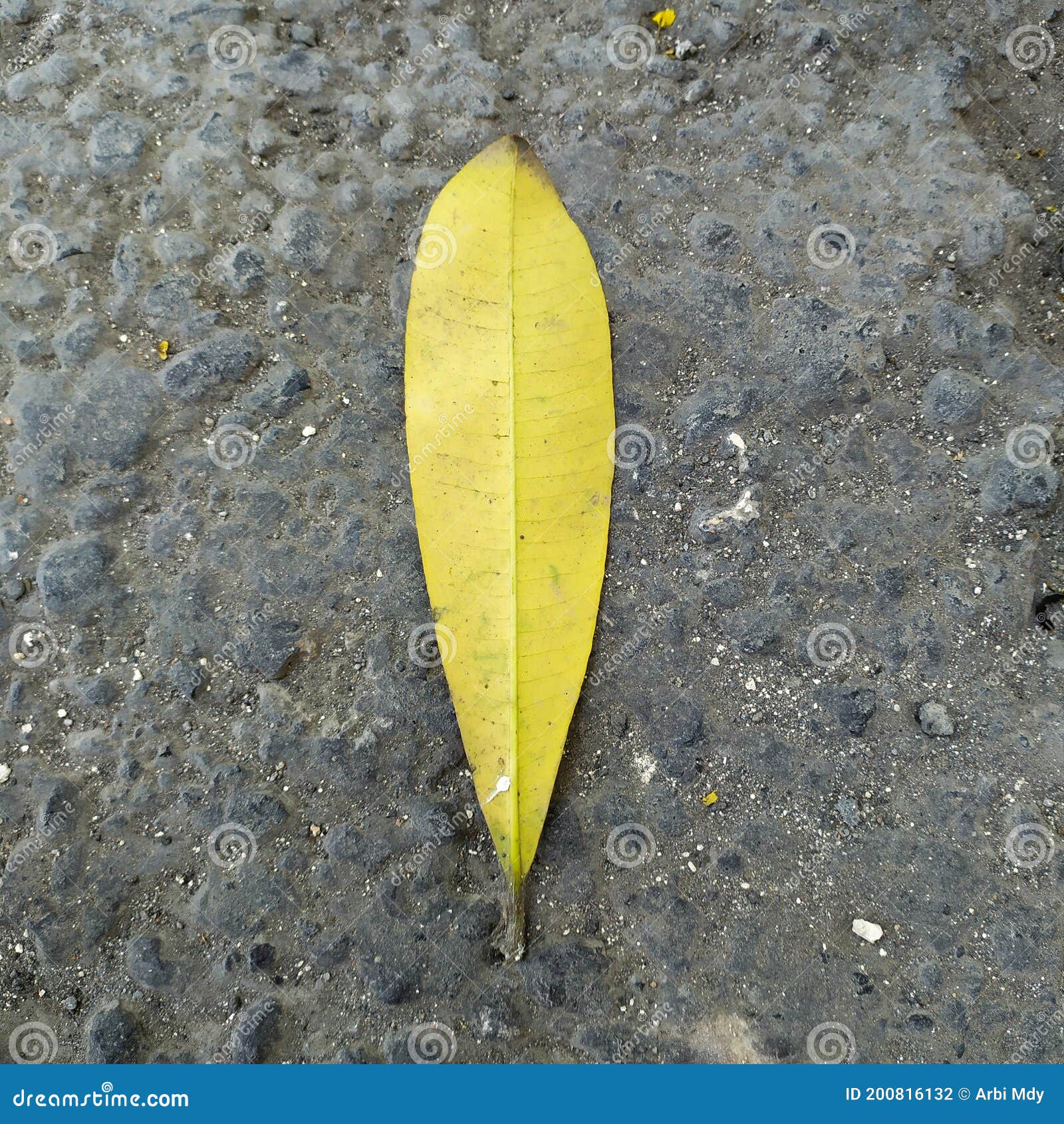 Leaf which color yellow stock photo. Image of yellow - 200816132