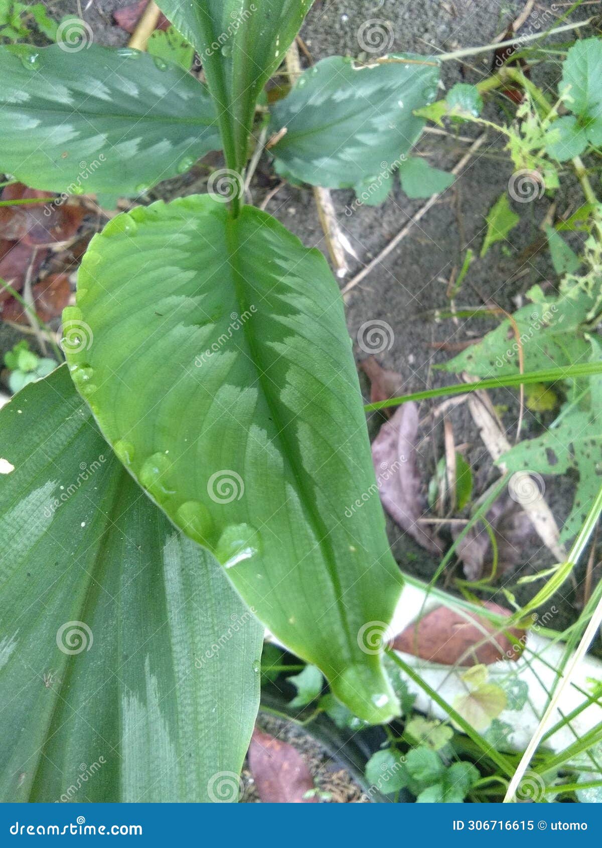 Leaf White Curcumae in Rain Season Stock Image - Image of rain, white ...