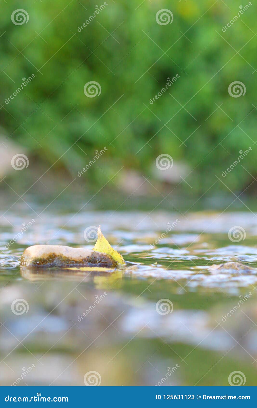 Trapped on a rock in water stock image. Image of stone - 125631123