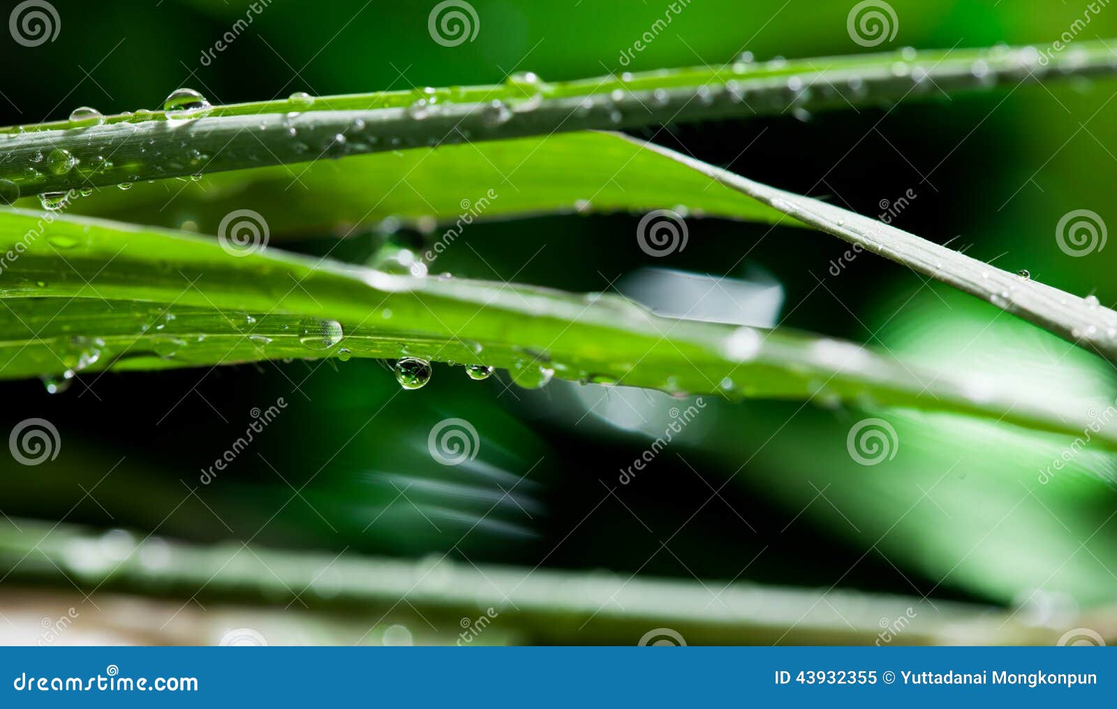 Leaf wiht dew stock image. Image of plant, closeup, drop - 43932355