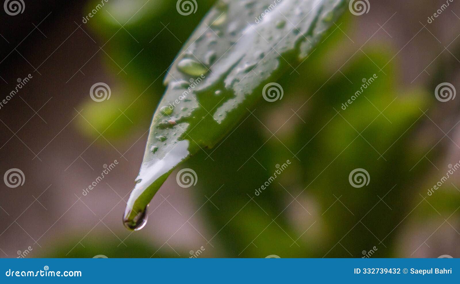 Leaf of Wijaya Kusuma or Queen of the Night Leaf Stock Photo - Image of ...