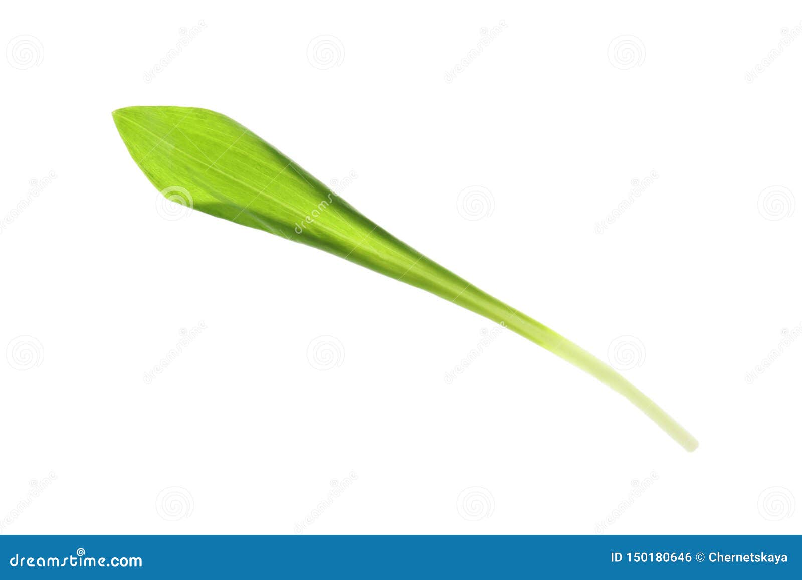 Leaf of Wild Garlic or Ramson Isolated Stock Photo - Image of cook ...