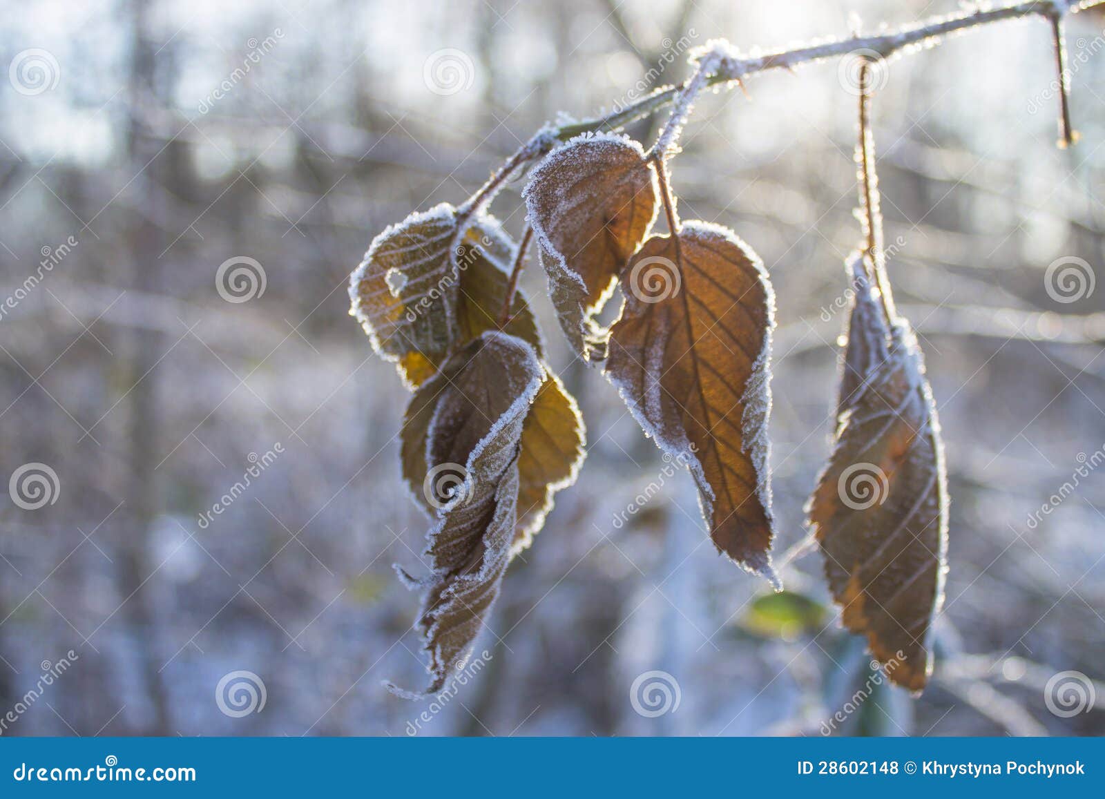 Leaf on winter background stock photo. Image of beauty - 28602148