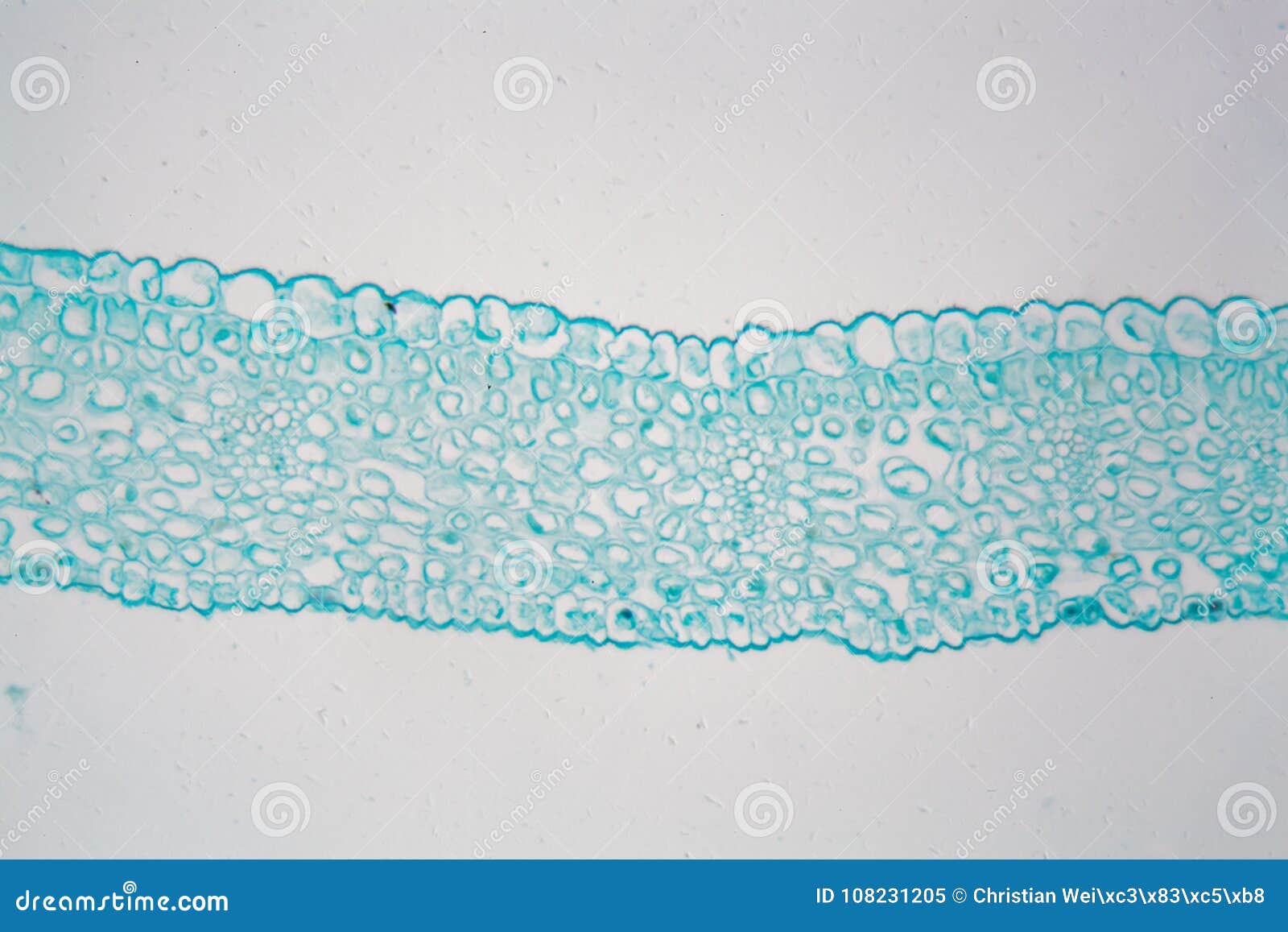 Leaf of Winter Jasmine Under the Microscope Stock Image - Image of ...