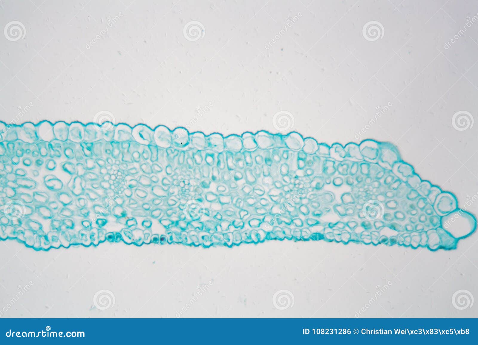 Leaf of Winter Jasmine Under the Microscope Stock Photo - Image of life ...