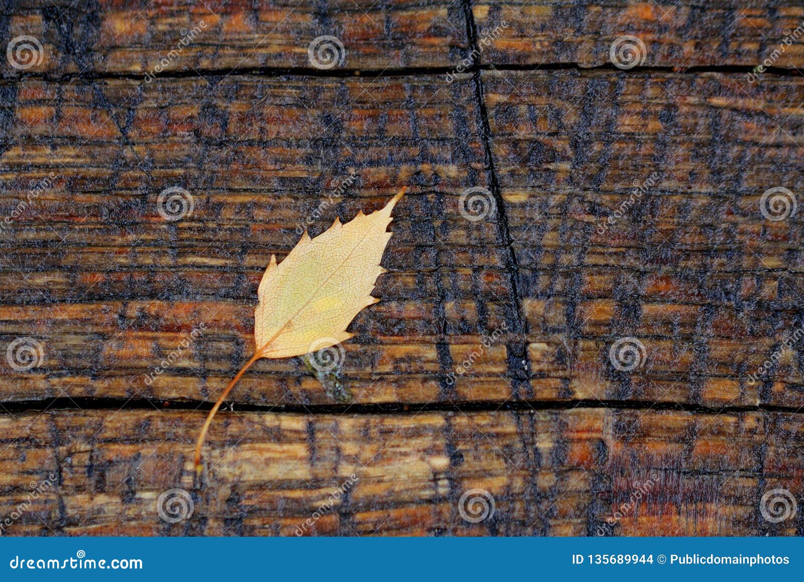 Leaf, Wood, Wall, Plant Picture. Image: 135689944