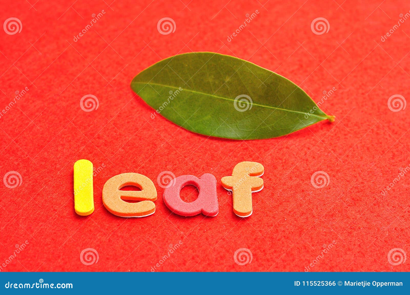 A leaf with the word leaf stock photo. Image of flora - 115525366