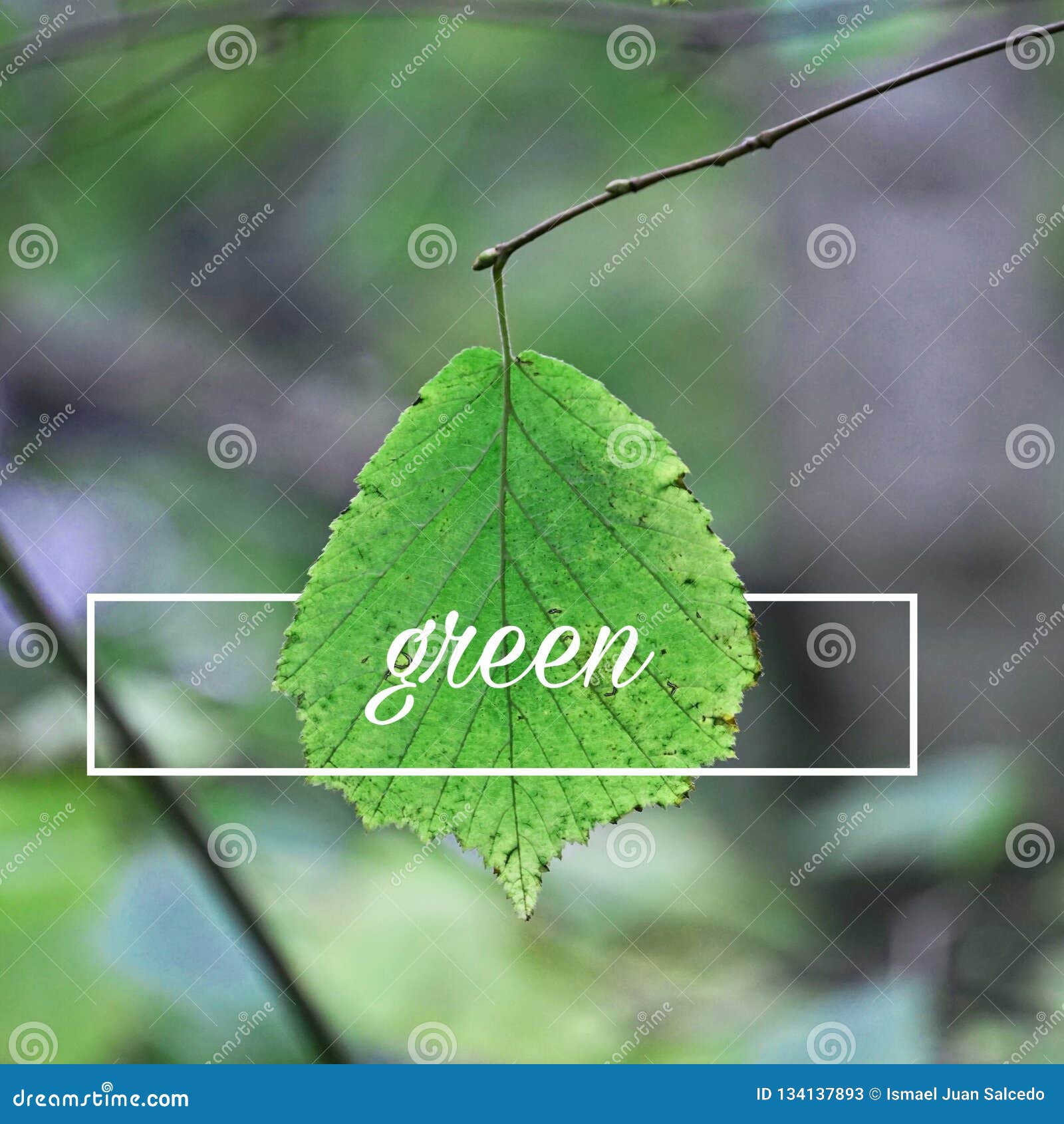The Leaf and Words and Quotes and Letters Stock Illustration ...