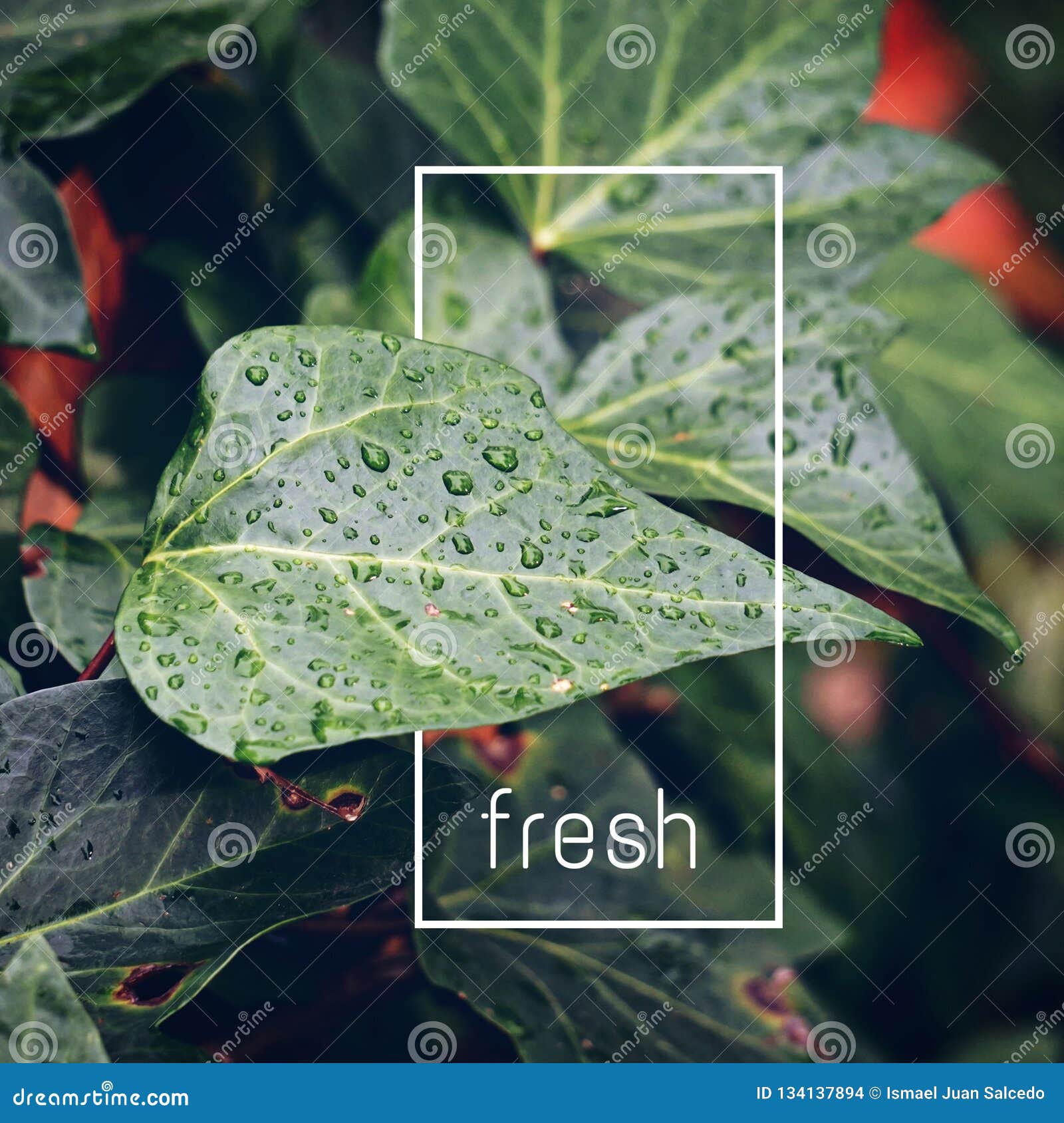 The Leaf and Words and Quotes and Letters Stock Illustration ...