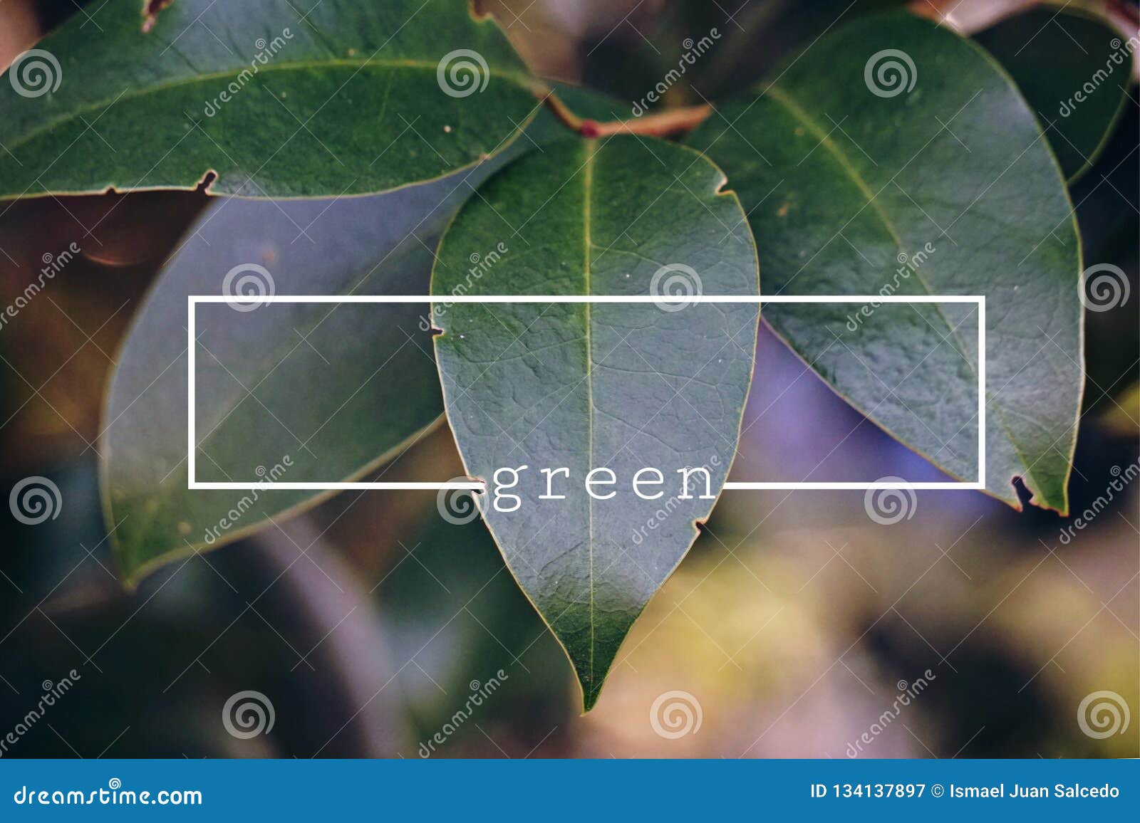 The Leaf and Words and Quotes and Letters Stock Illustration ...