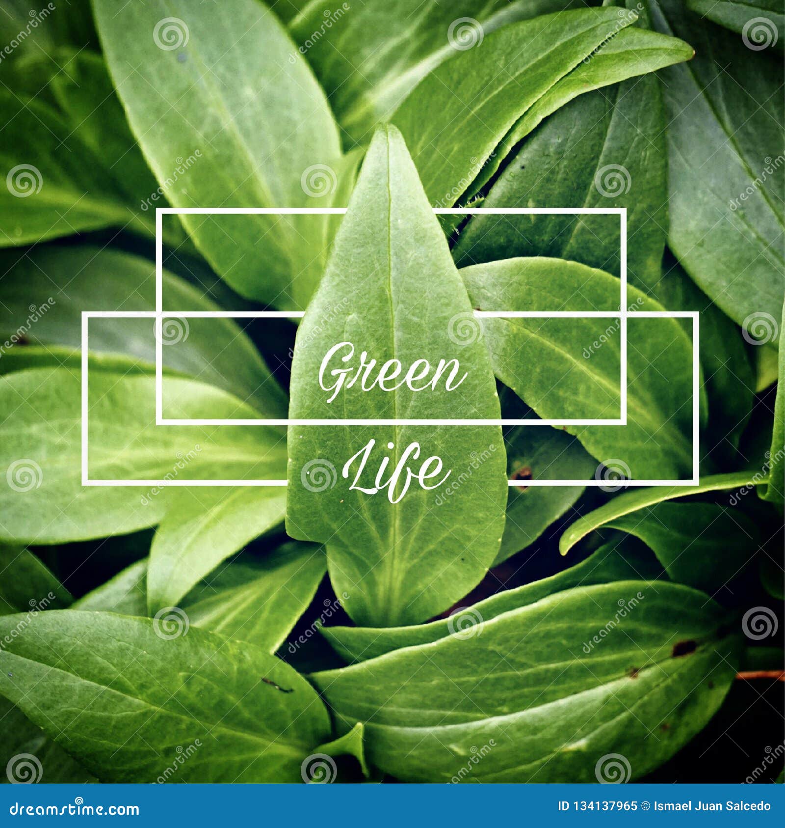 The Leaf and Words and Quotes and Letters Stock Illustration ...