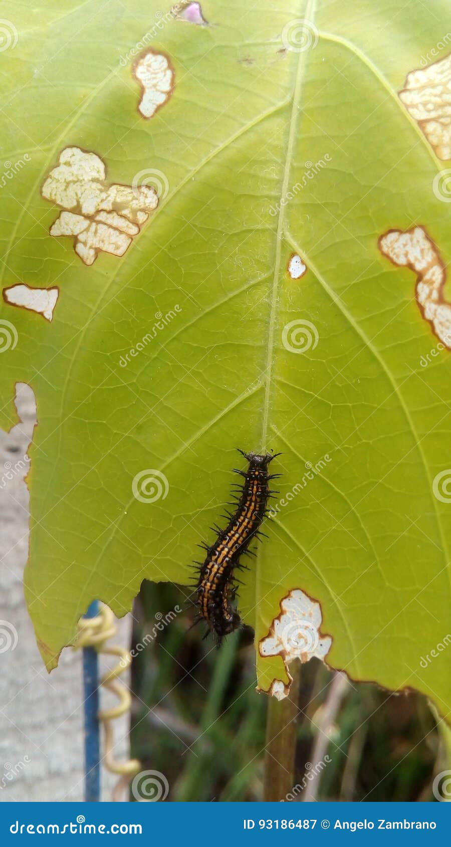 Leaf worm stock image. Image of black, nature, worm, green - 93186487