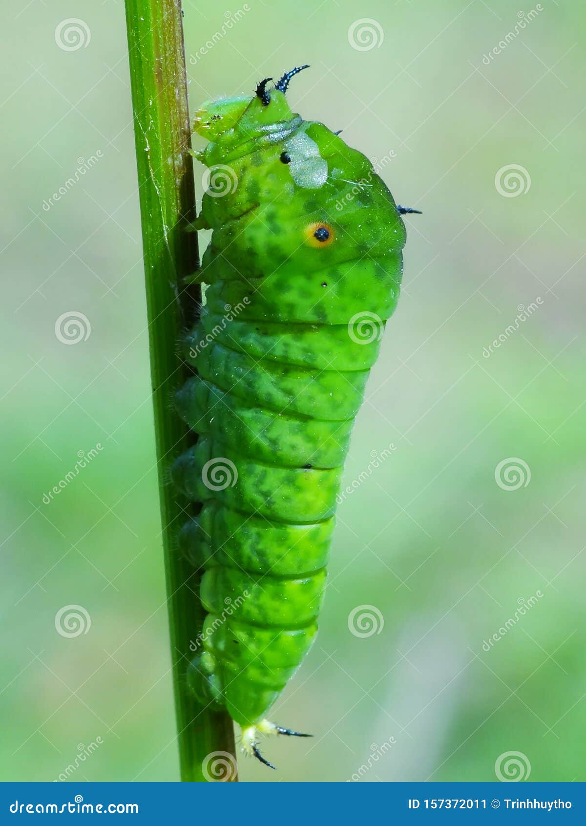 A Leaf Worm is Crawling on the Plant Stock Image - Image of bugs ...