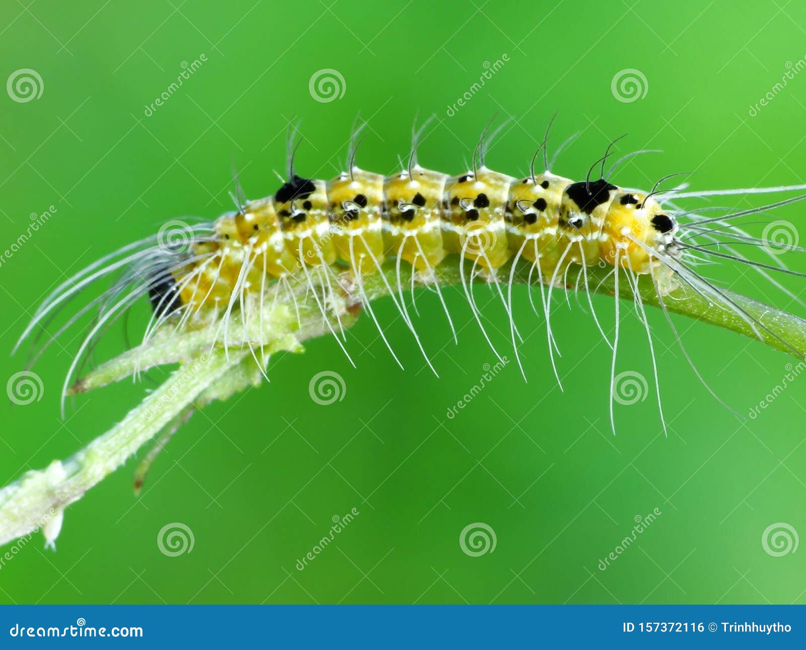 A Leaf Worm is Crawling on the Plant Stock Photo - Image of colorful ...
