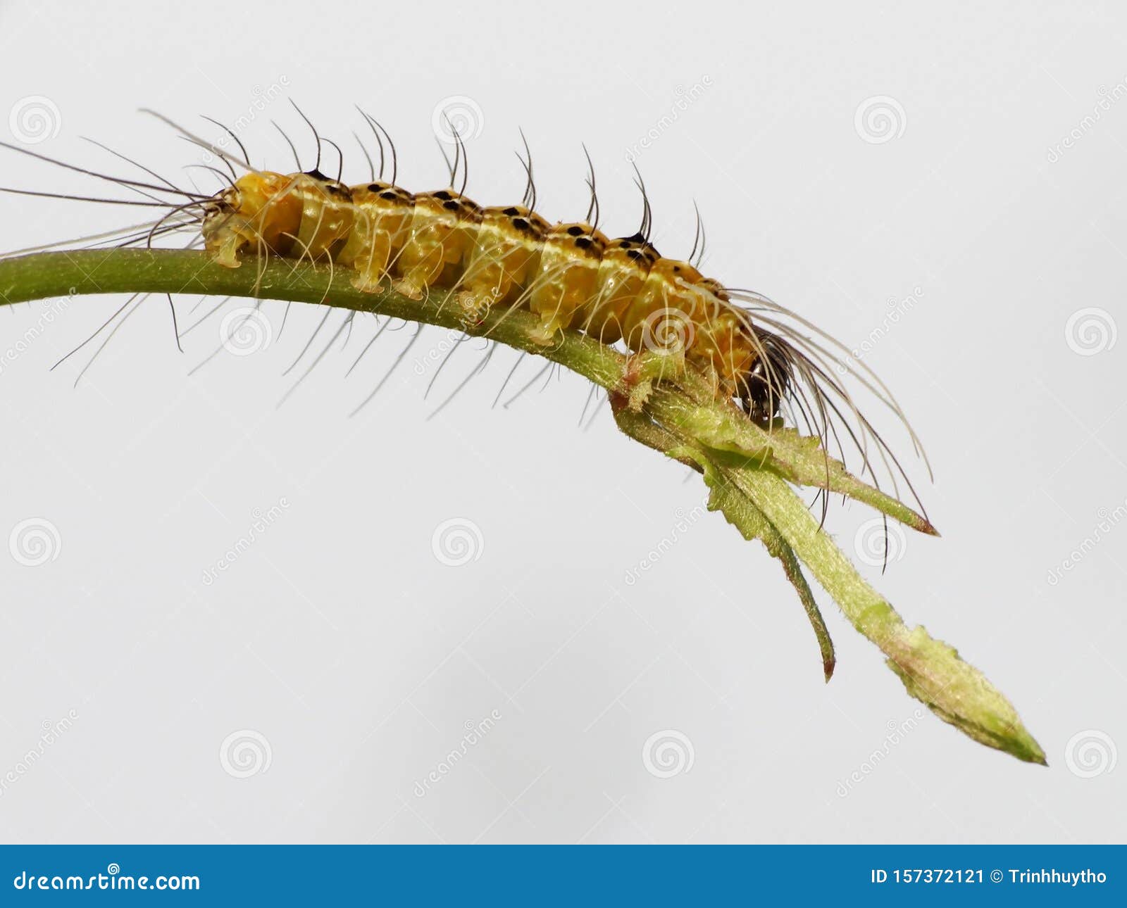 A Leaf Worm is Crawling on the Plant Stock Image - Image of forest ...