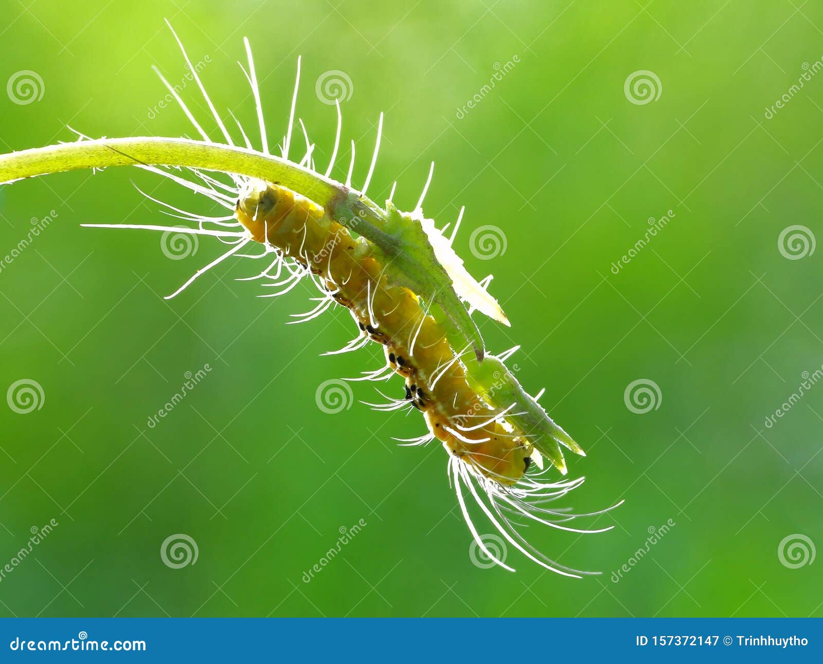 A Leaf Worm is Crawling on the Plant Stock Image - Image of crawl ...