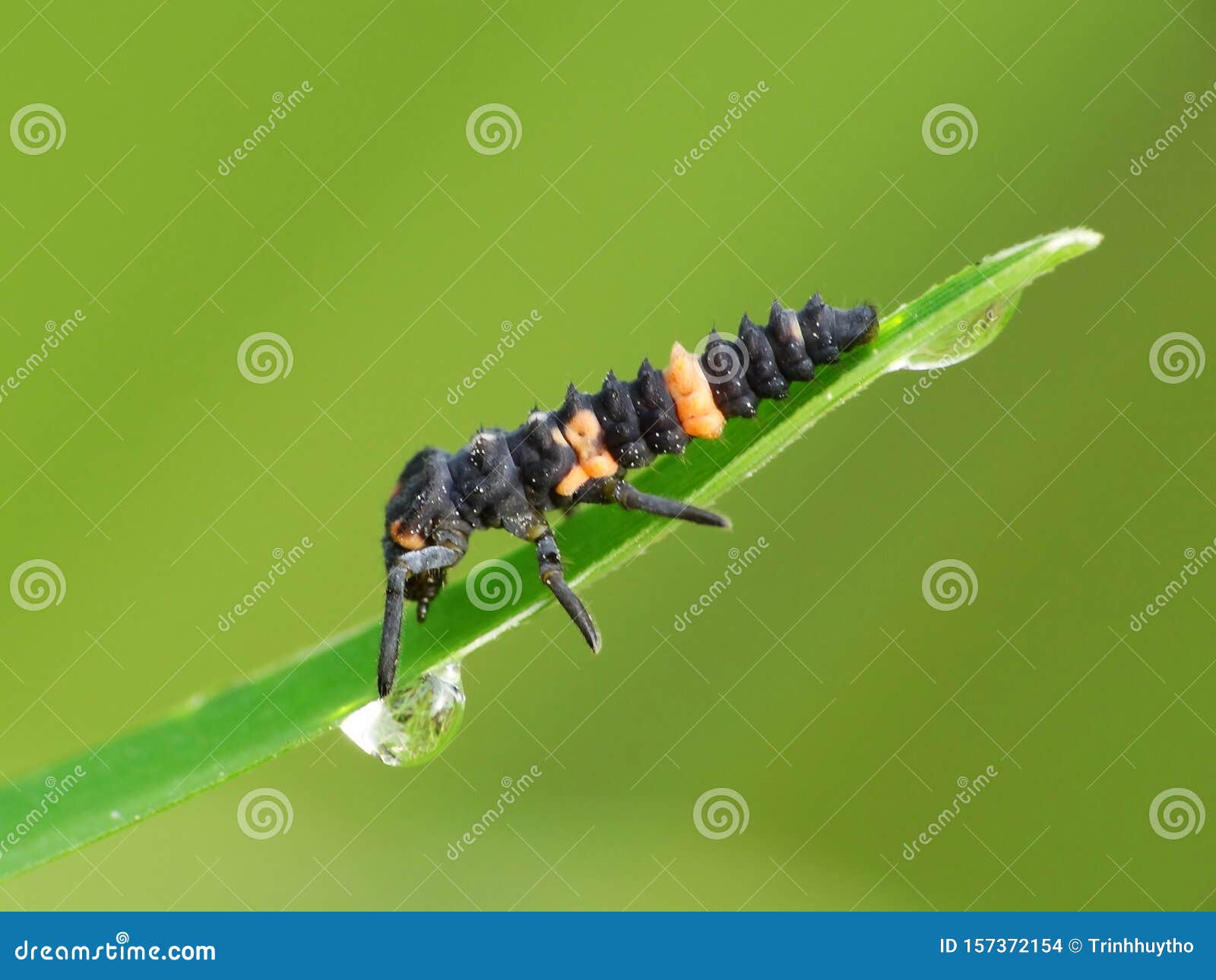 A Leaf Worm is Crawling on the Plant Stock Photo - Image of daytime ...