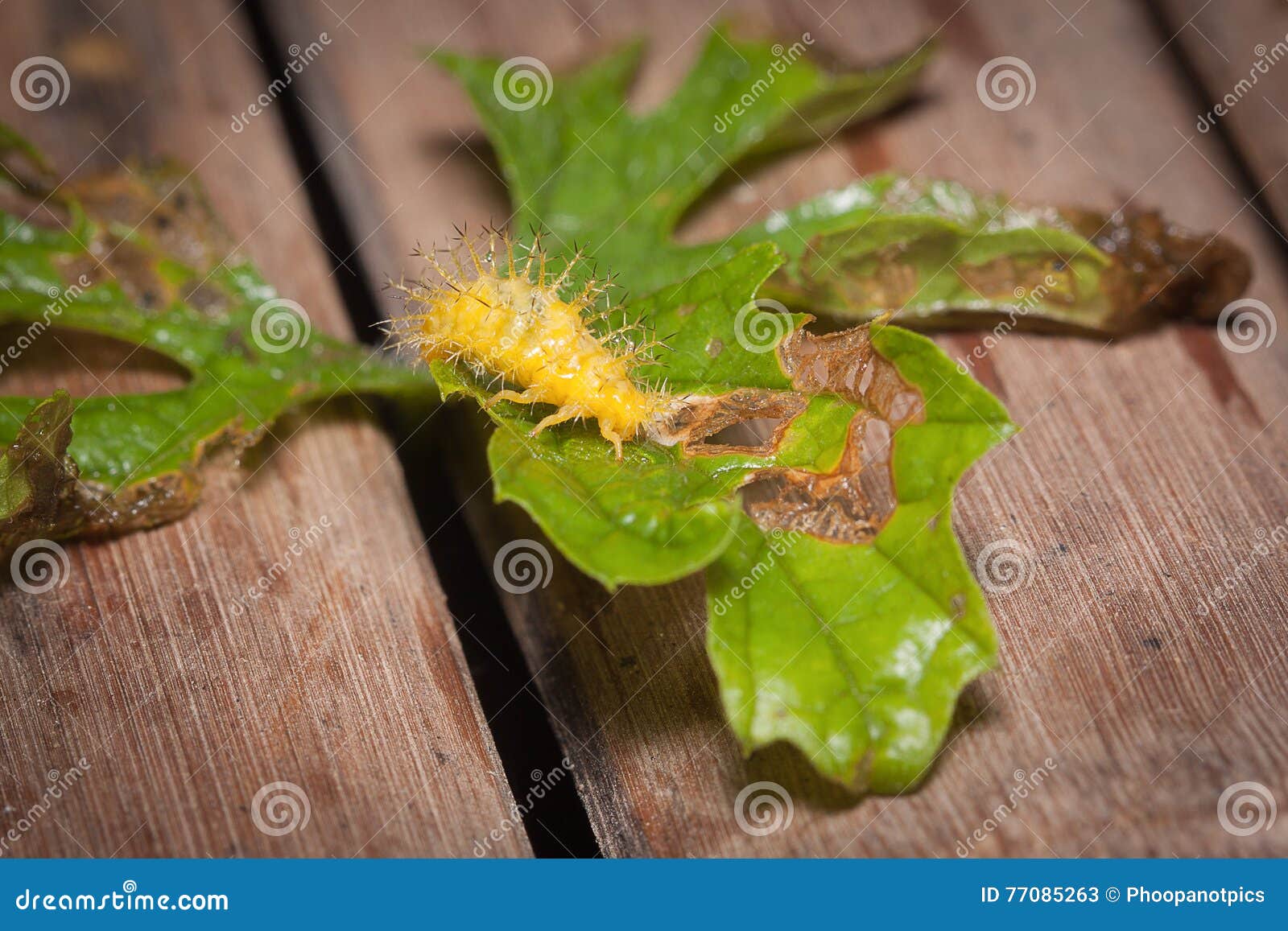 Leaf worm stock image. Image of hairy, natural, green - 77085263