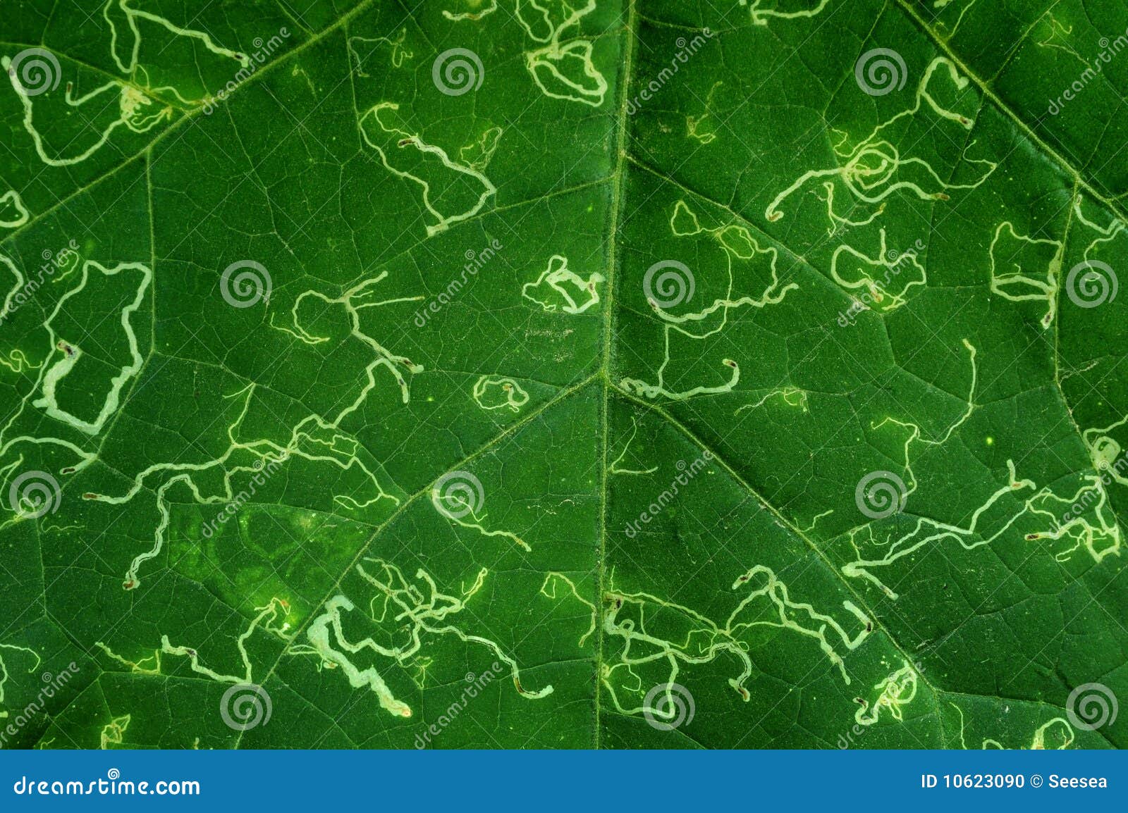 Leaf with worm trace stock photo. Image of chew, life - 10623090