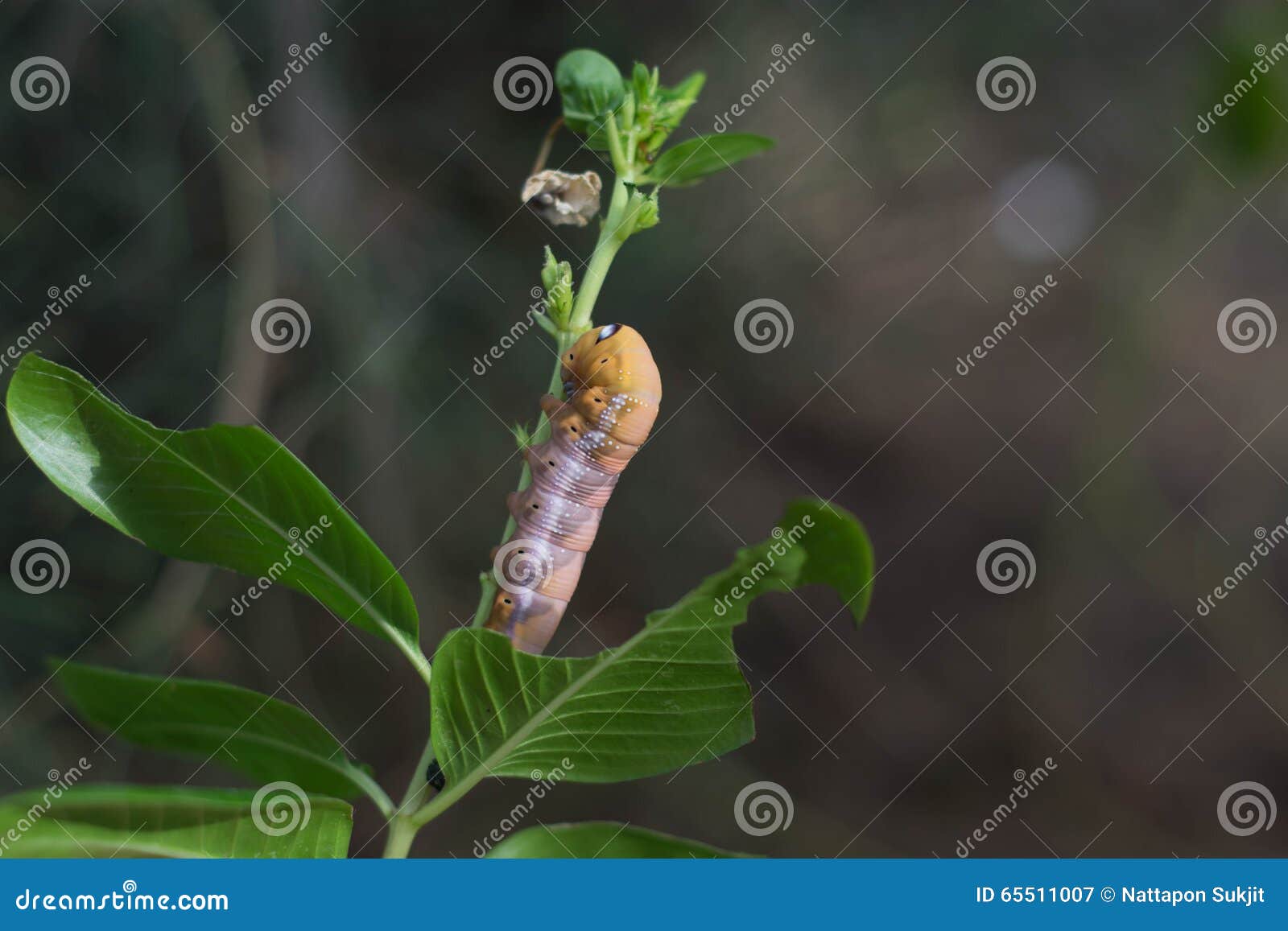 Leaf worm stock image. Image of animal, pest, color, leaf - 65511007