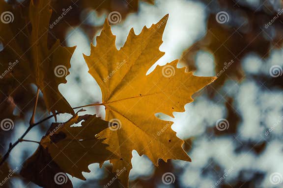 Leaf ye stock photo. Image of yellow, park, canon, autumn - 52013316