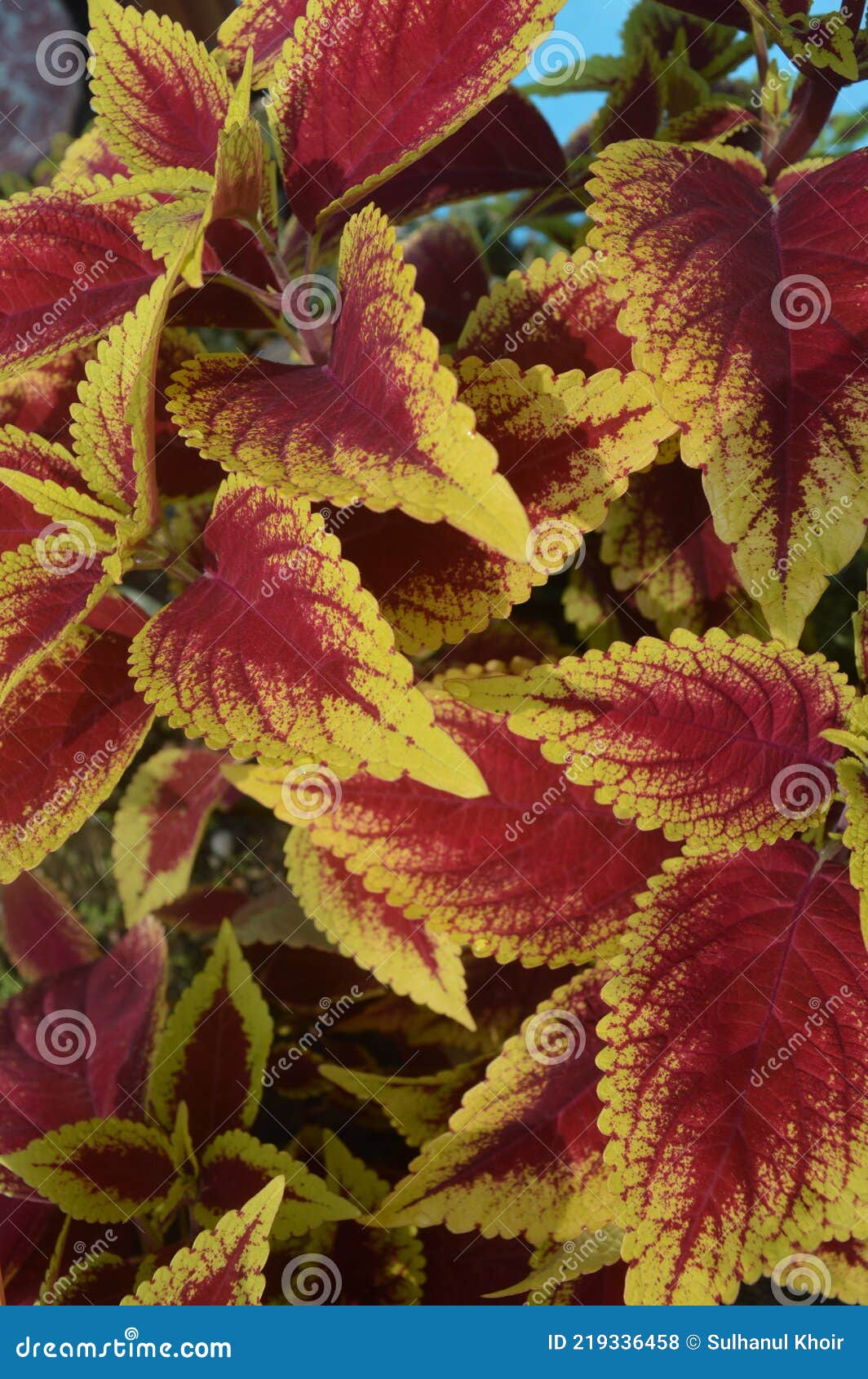 Leaf with Yellow and Red Color Stock Photo - Image of herb, wildflower ...