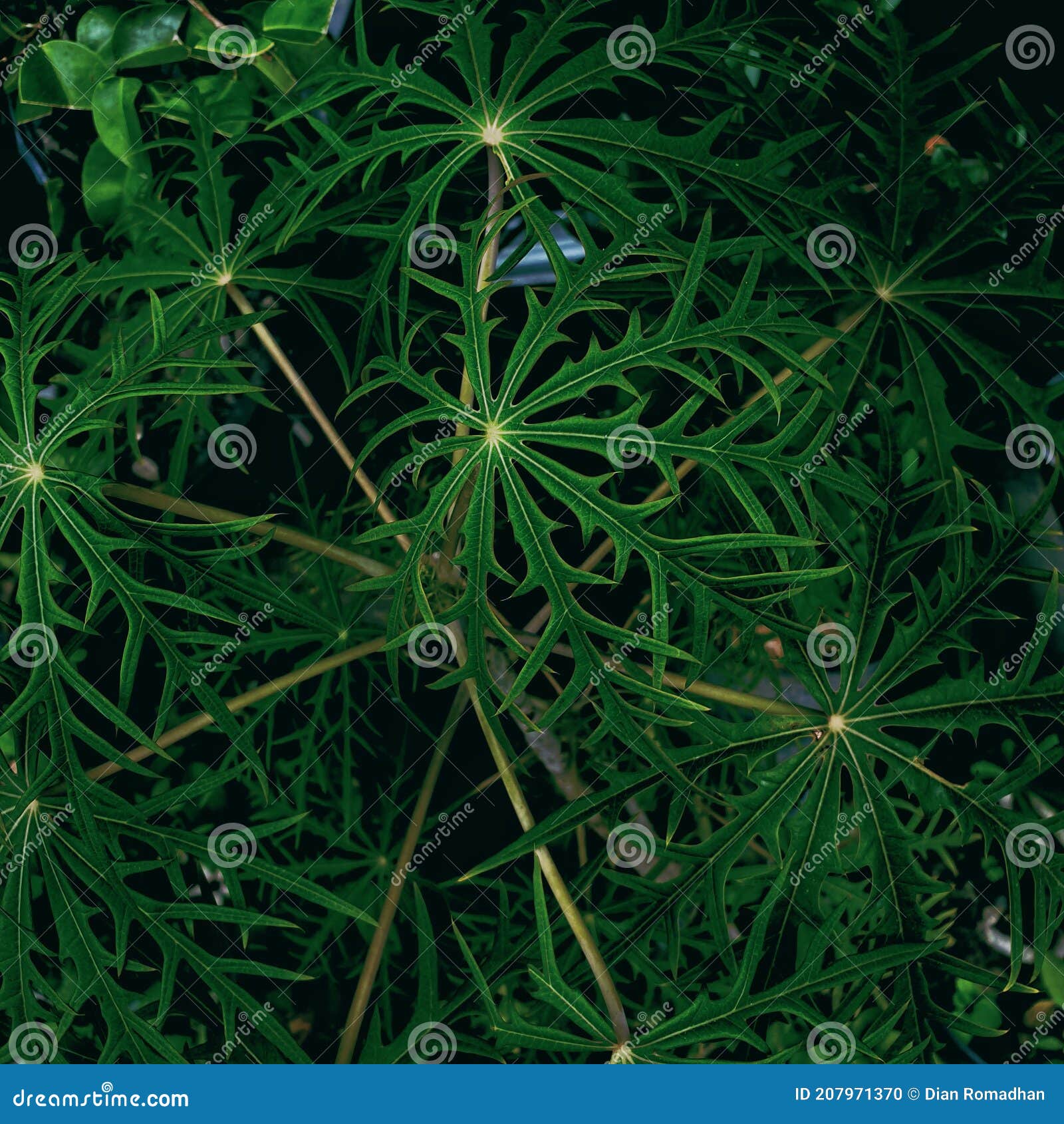 Leaf yodium stock photo. Image of flower, green, jungle - 207971370