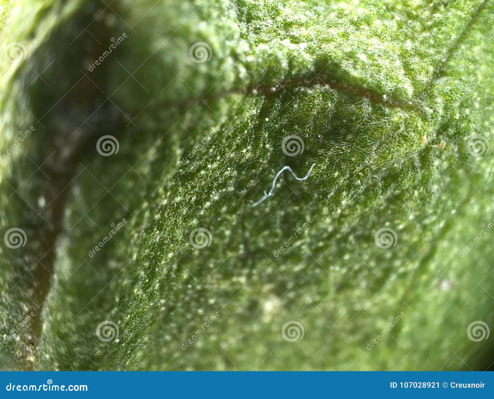 Leaf - 400x Zoom to Plants stock image. Image of background - 107028921