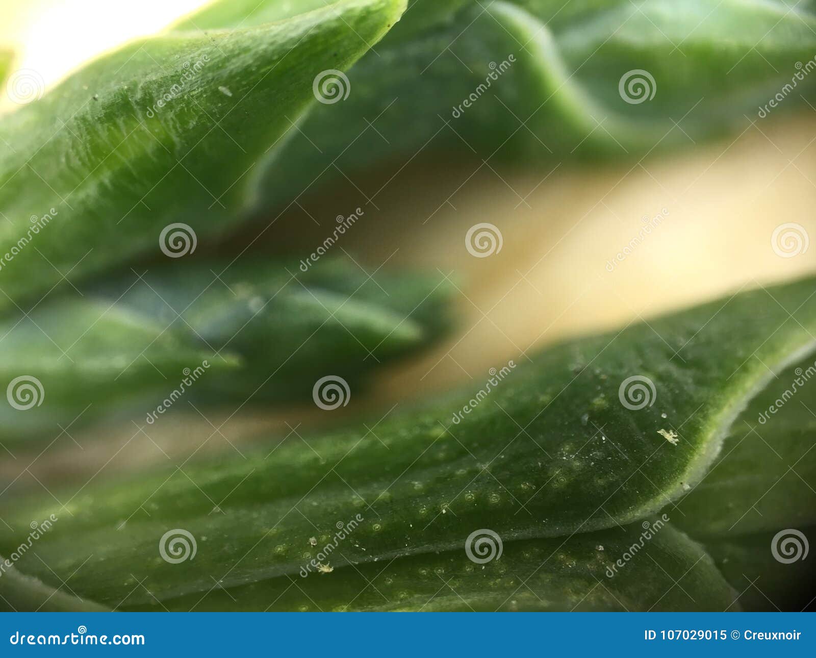 Leaf - 400x Zoom to Plants stock image. Image of flower - 107029015