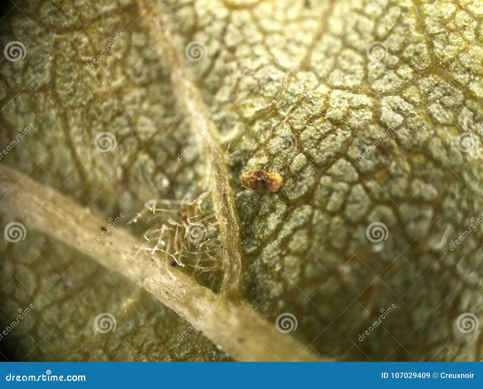 Leaf - 400x Zoom to Plants stock image. Image of flora - 107029409