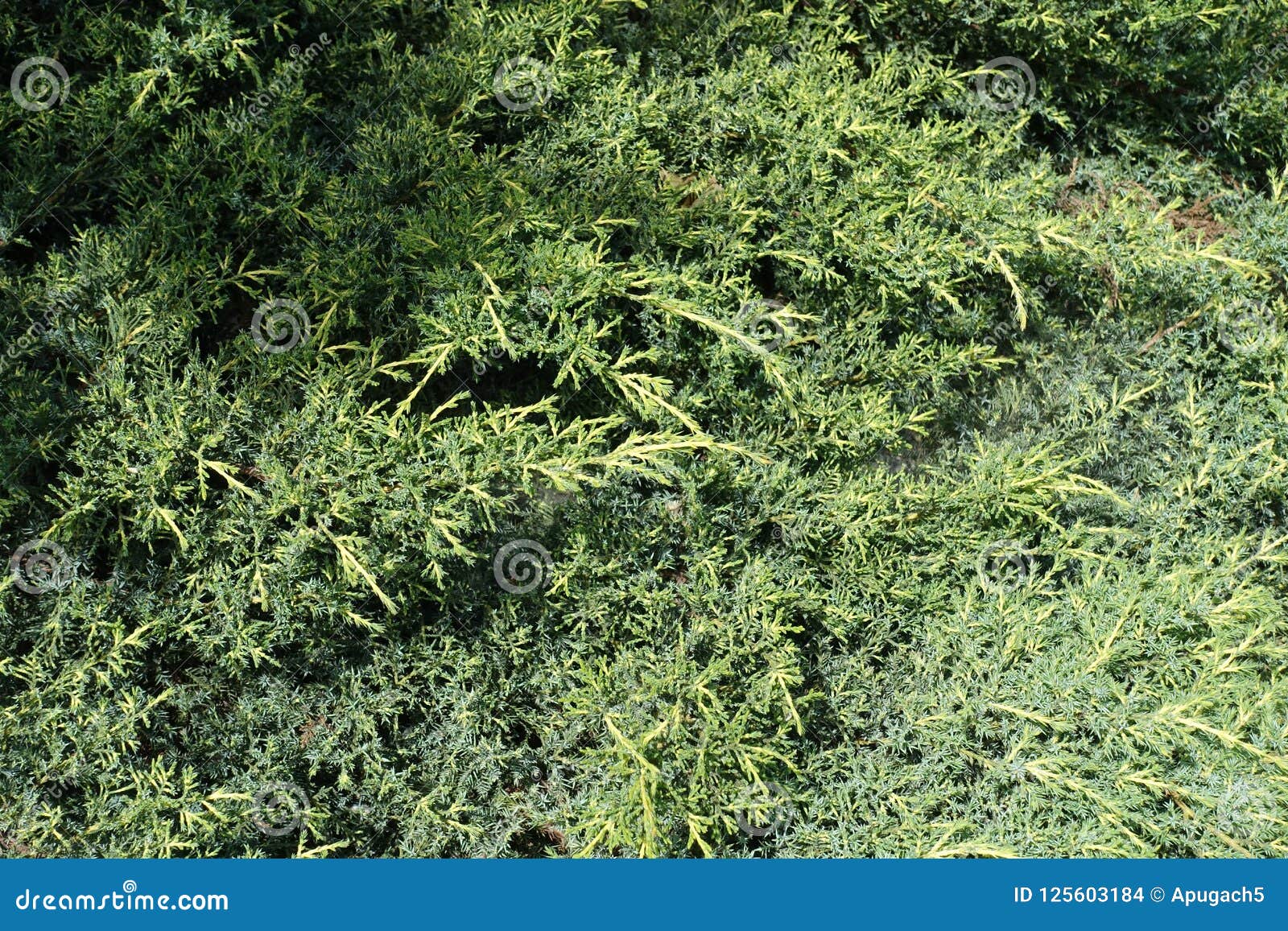 Leafage of Chinese Juniper in June Stock Photo - Image of greenery ...