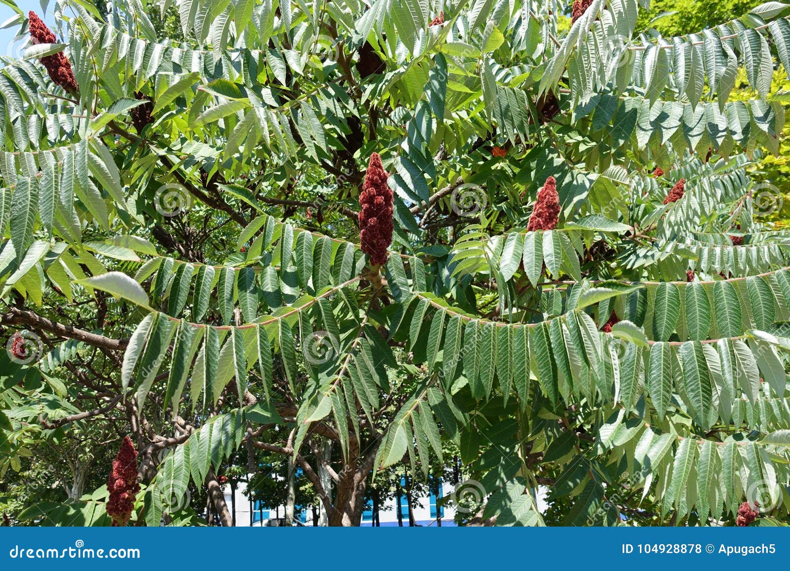 Leafage and Fruits of Stags-horn Sumac Stock Photo - Image of ...
