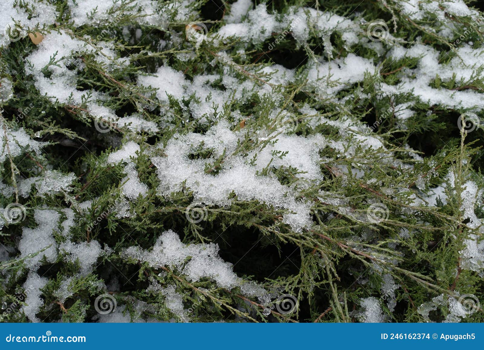 Leafage of Juniper Covered with Melting Snow Stock Photo - Image of ...