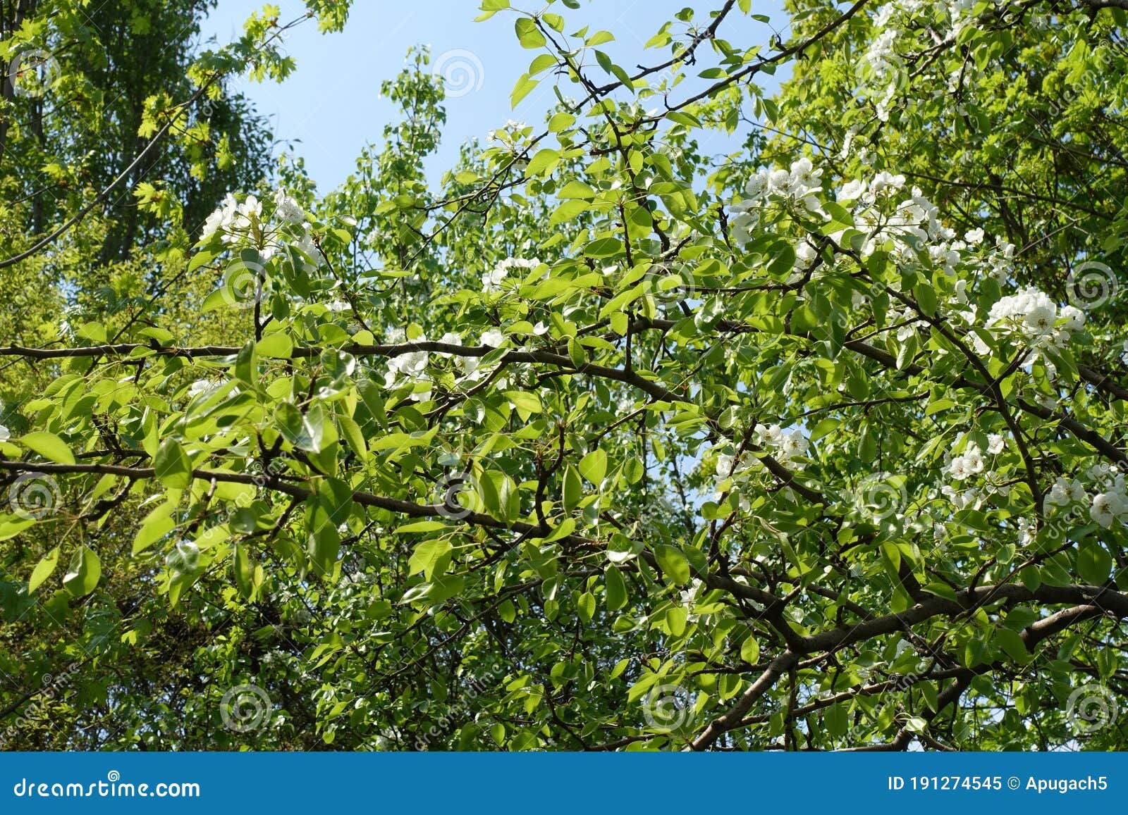 Leafage and White Flowers of Pear in April Stock Image - Image of bloom ...