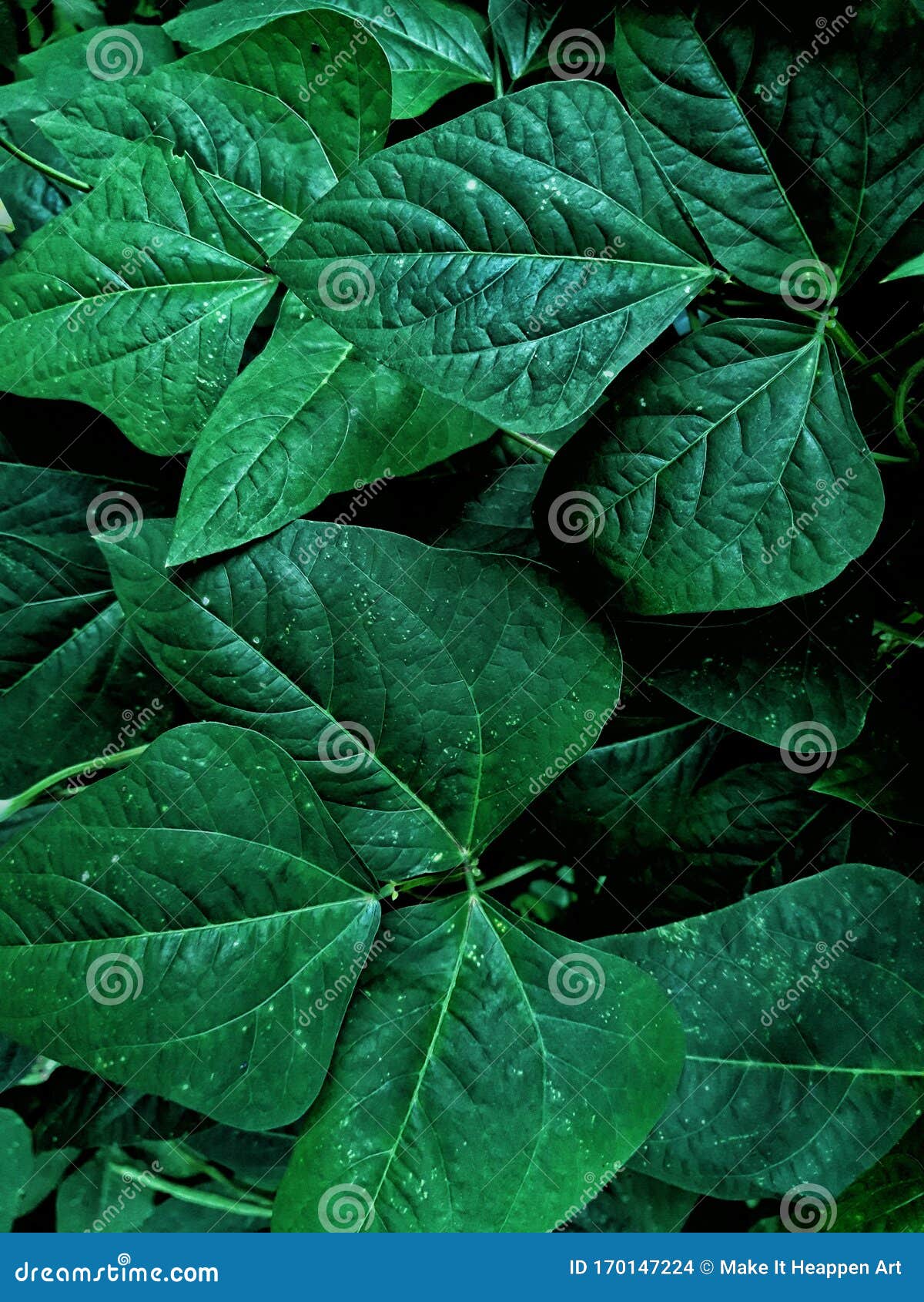 Greenleafe Stock Photos - Free & Royalty-Free Stock Photos from Dreamstime