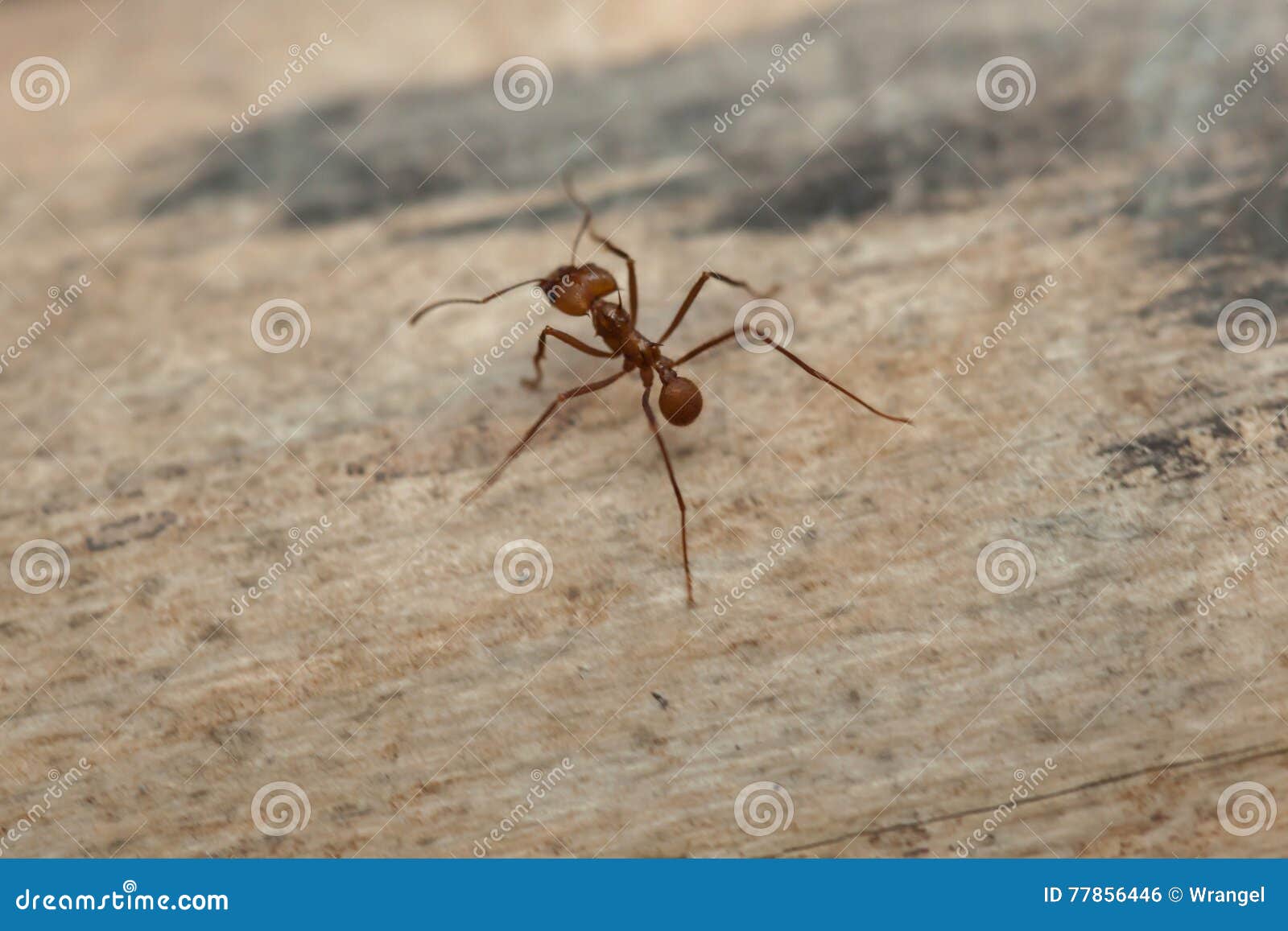Leafcutter Ant (Atta Sexdens). Stock Photo - Image of close, american ...