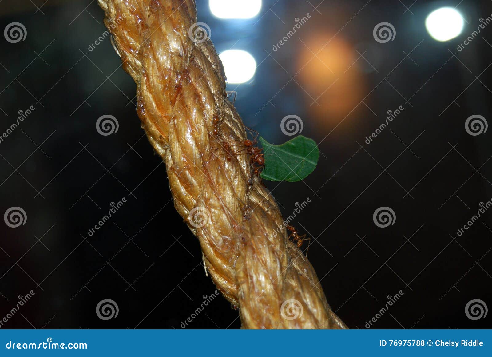 Leafcutter ant stock photo. Image of rope, carrying, leaf - 76975788