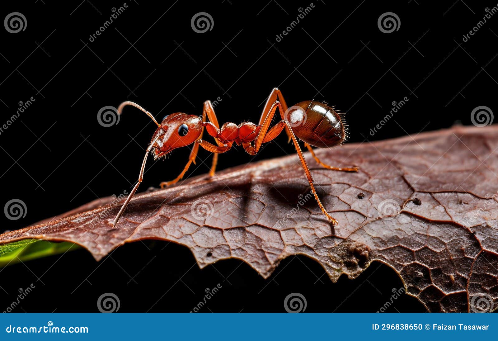 Leafcutter Ant Clear Background -Generative Ai Stock Illustration ...