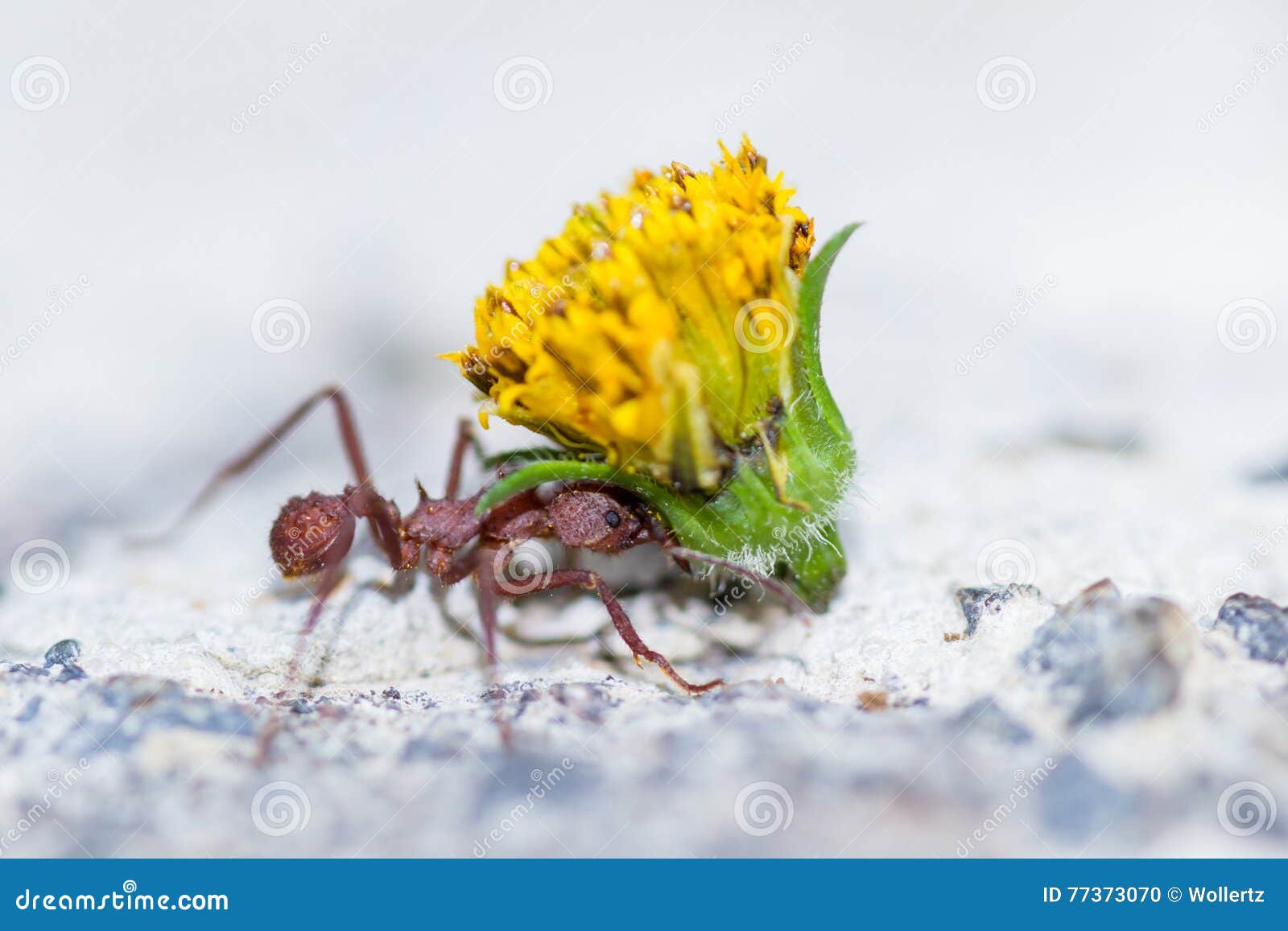 Leafcutter Ant with a Heavy Load Stock Photo - Image of macro, explore ...